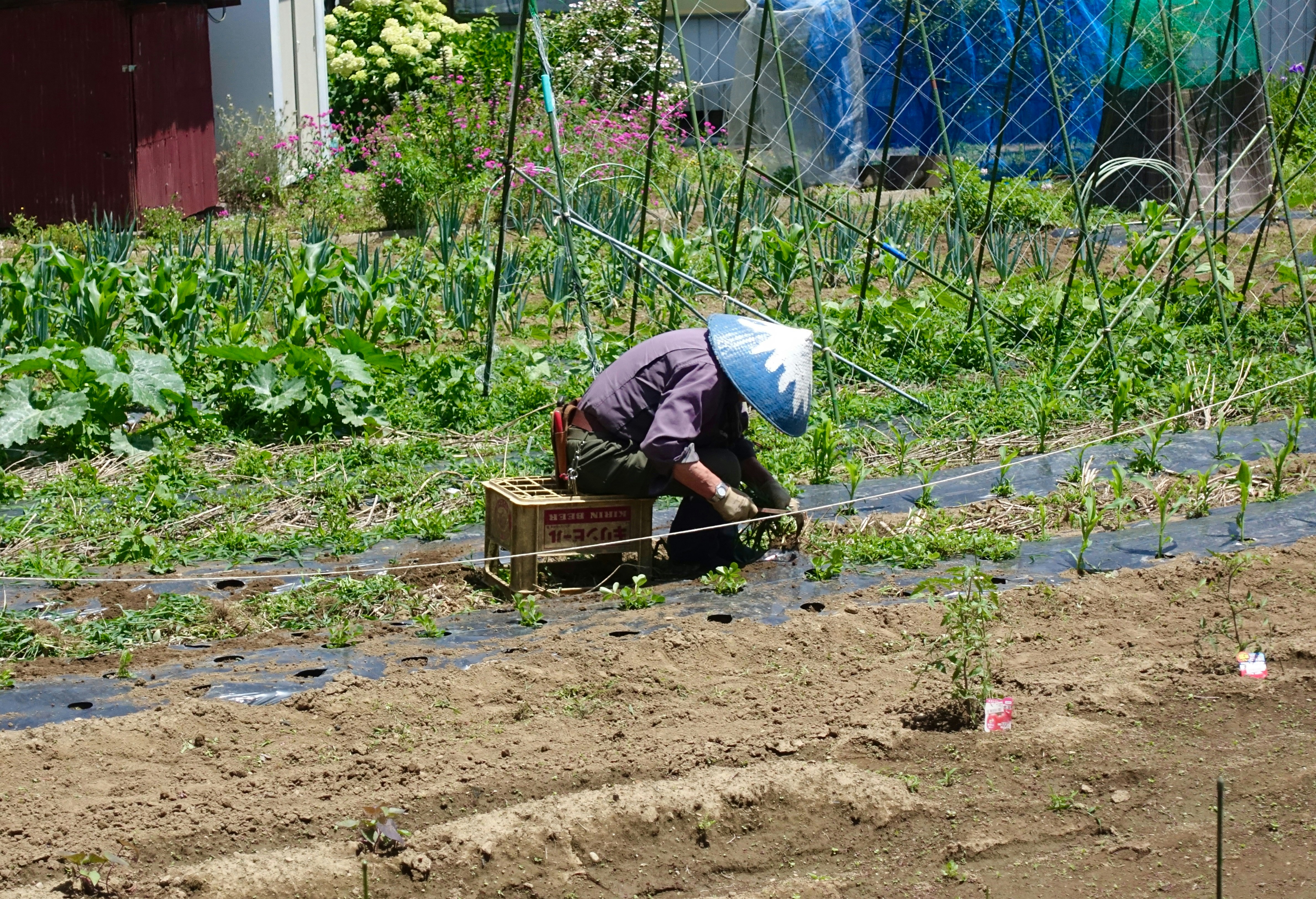 Harvest in the Quiet Patch: A Seedling Gardener in a Small Plot