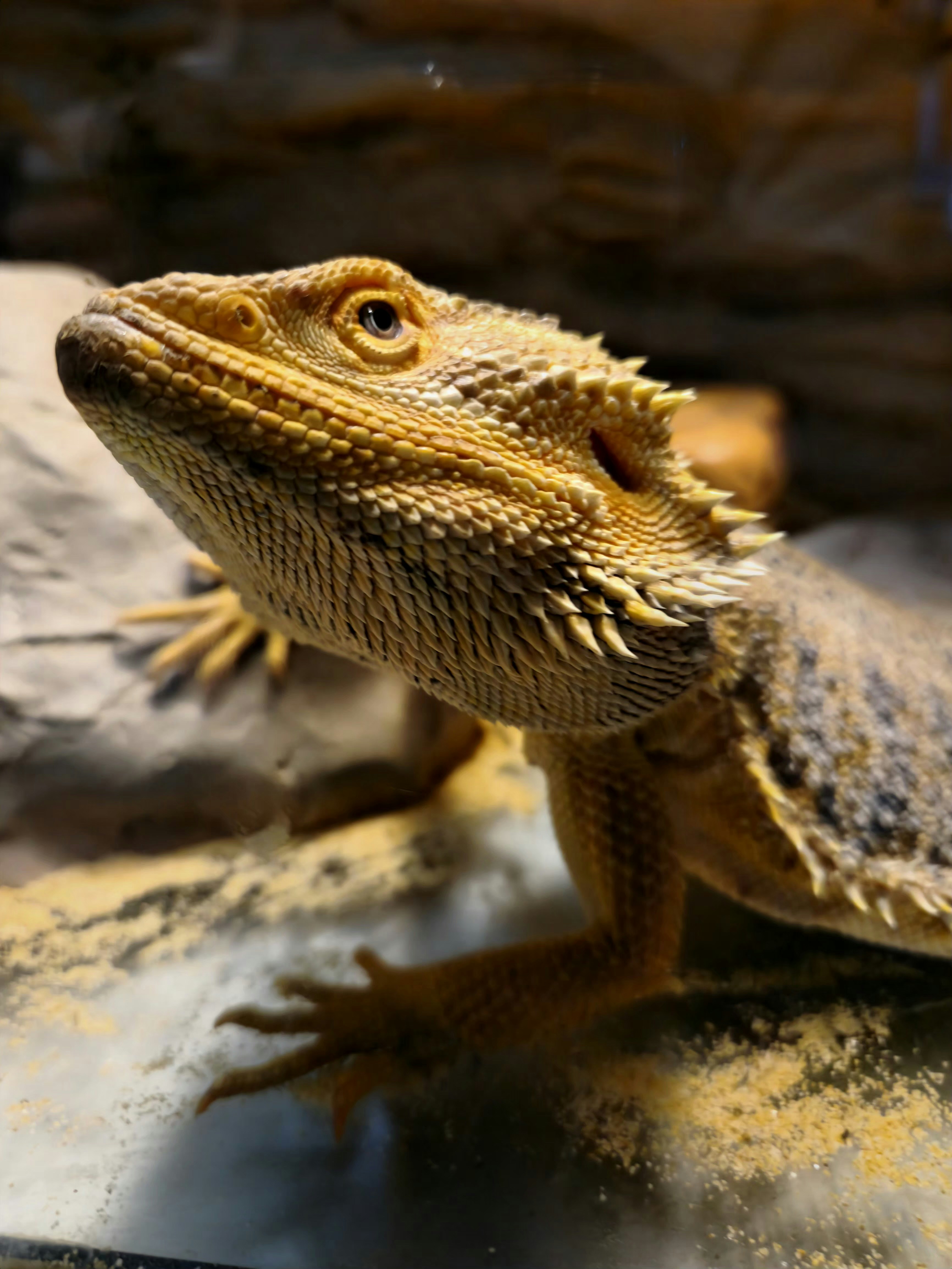 Bearded Sentinel: Close-up of a Bearded Dragon's Lodestar Gaze