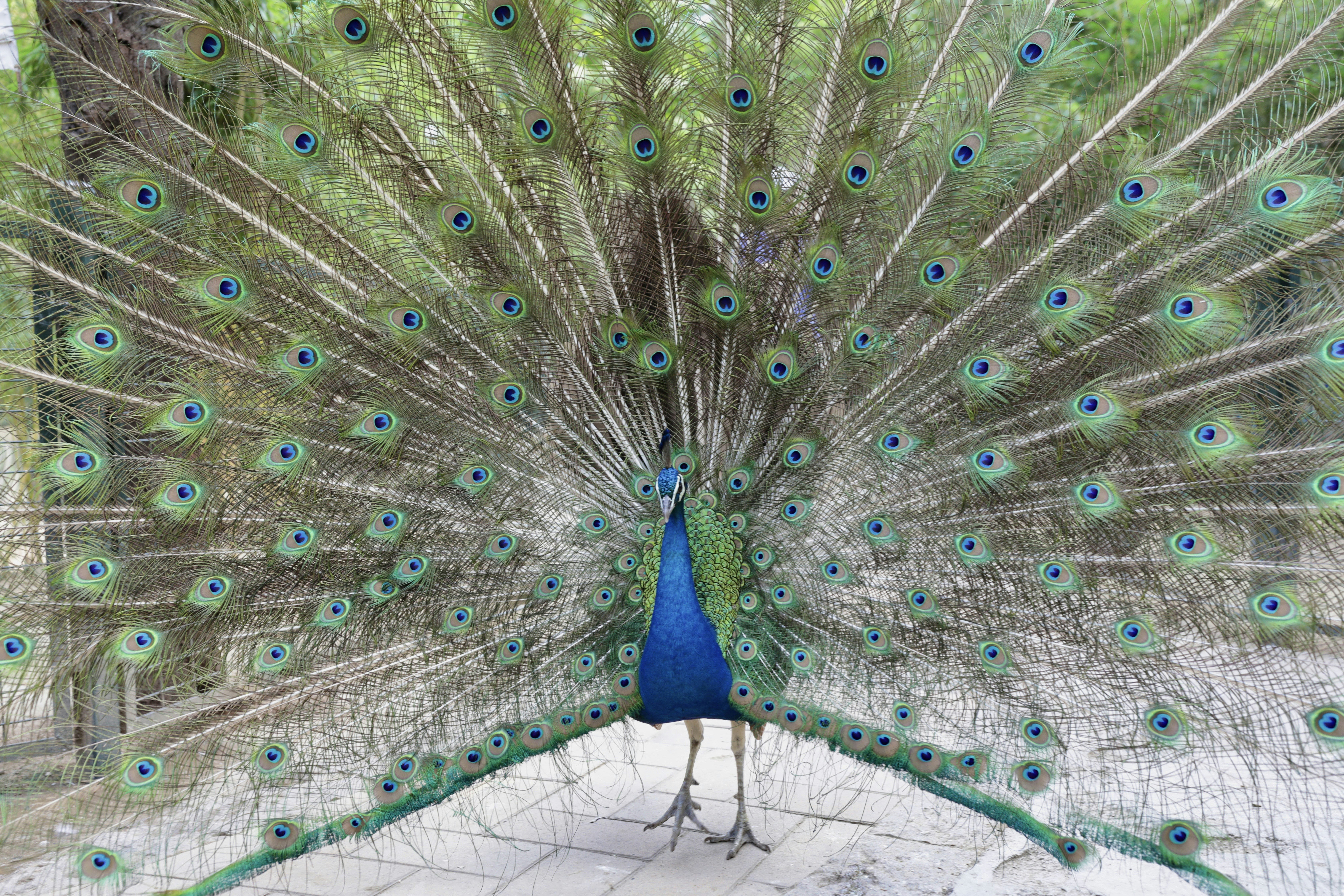 Emerald Veil: The Peafowl's Spring Parade