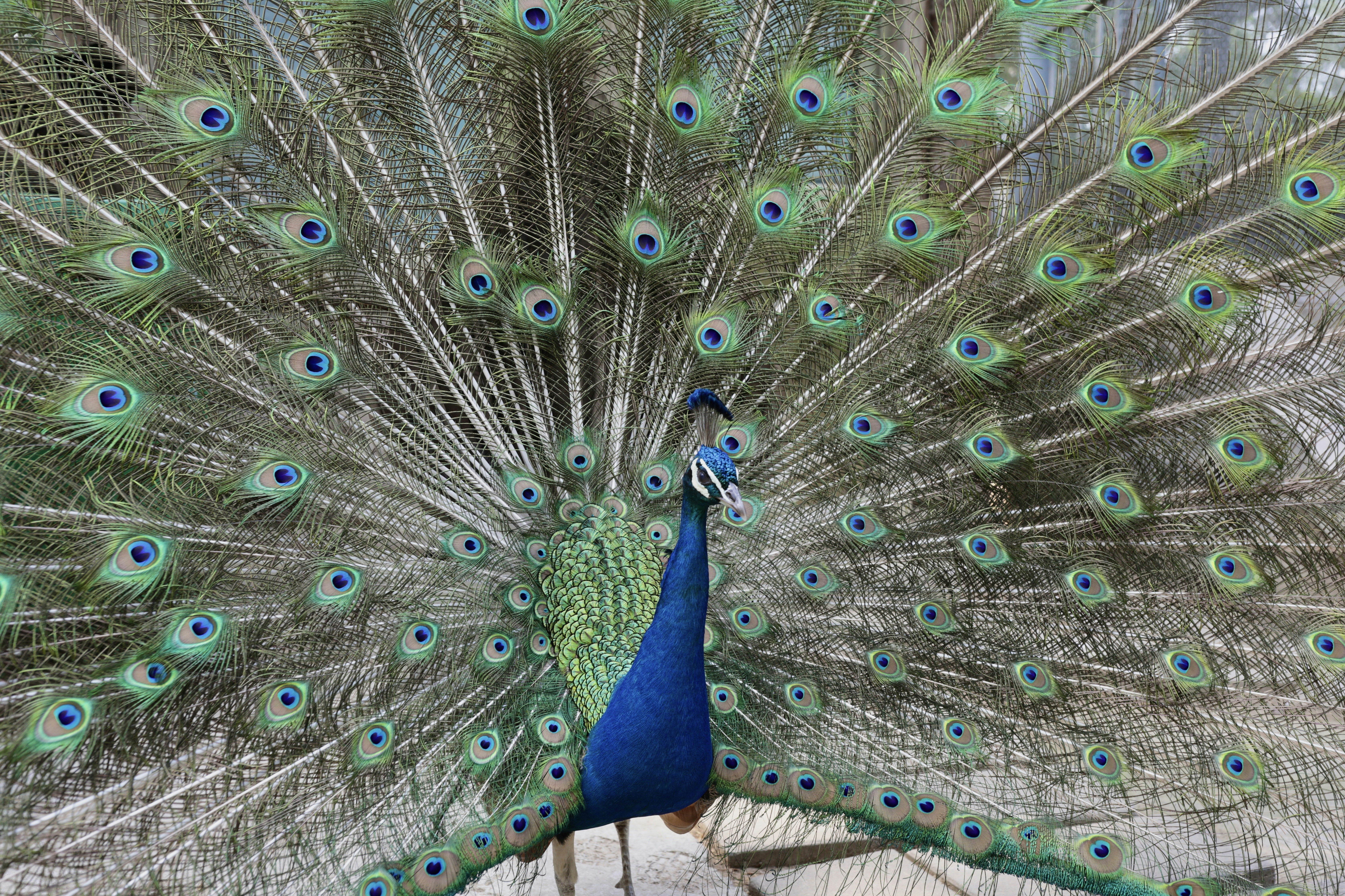 Emerald Cascade: The Peacock's Open Curtain