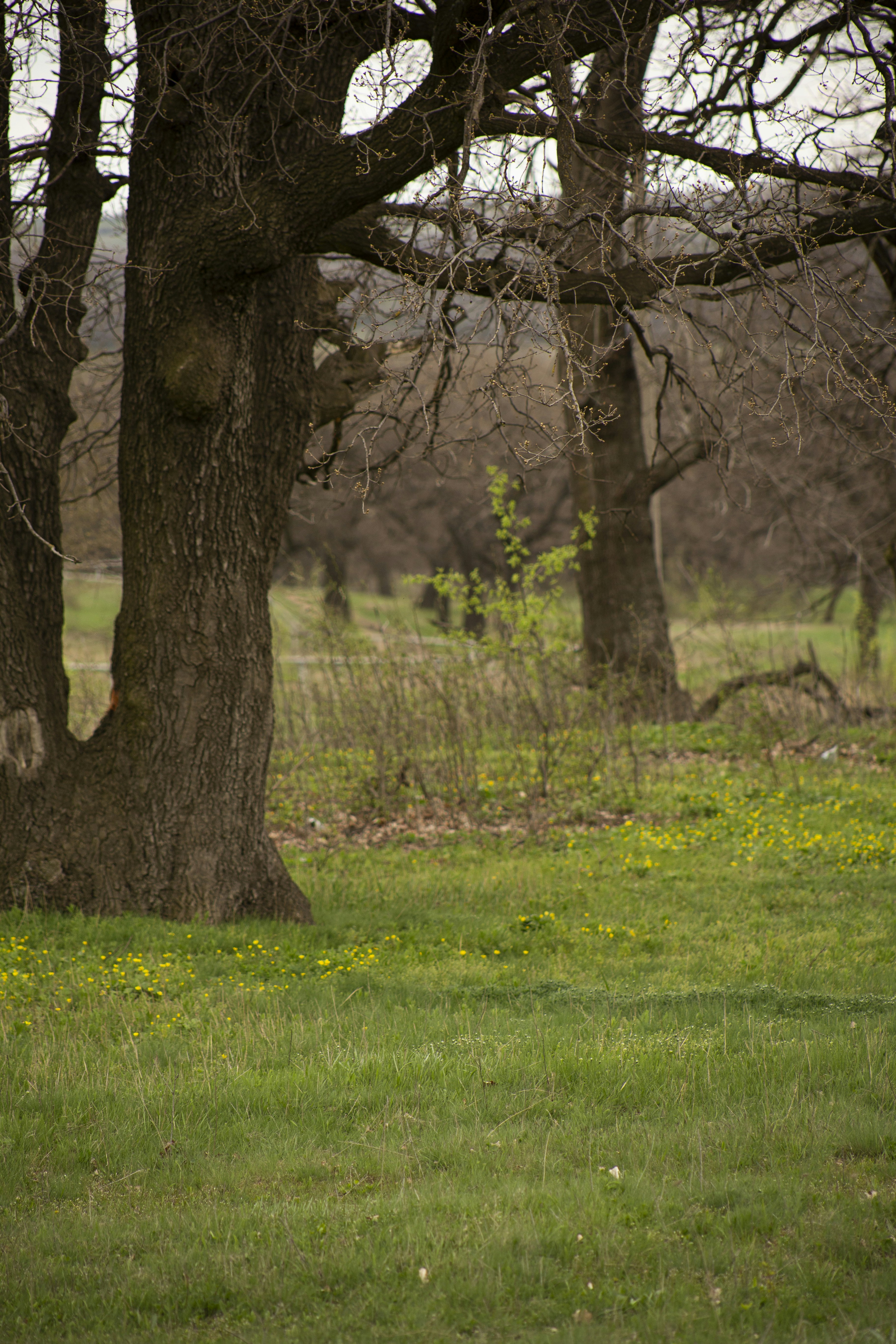 Silent Grove: A Stand of Time-Weathered Oaks on Spring Grass