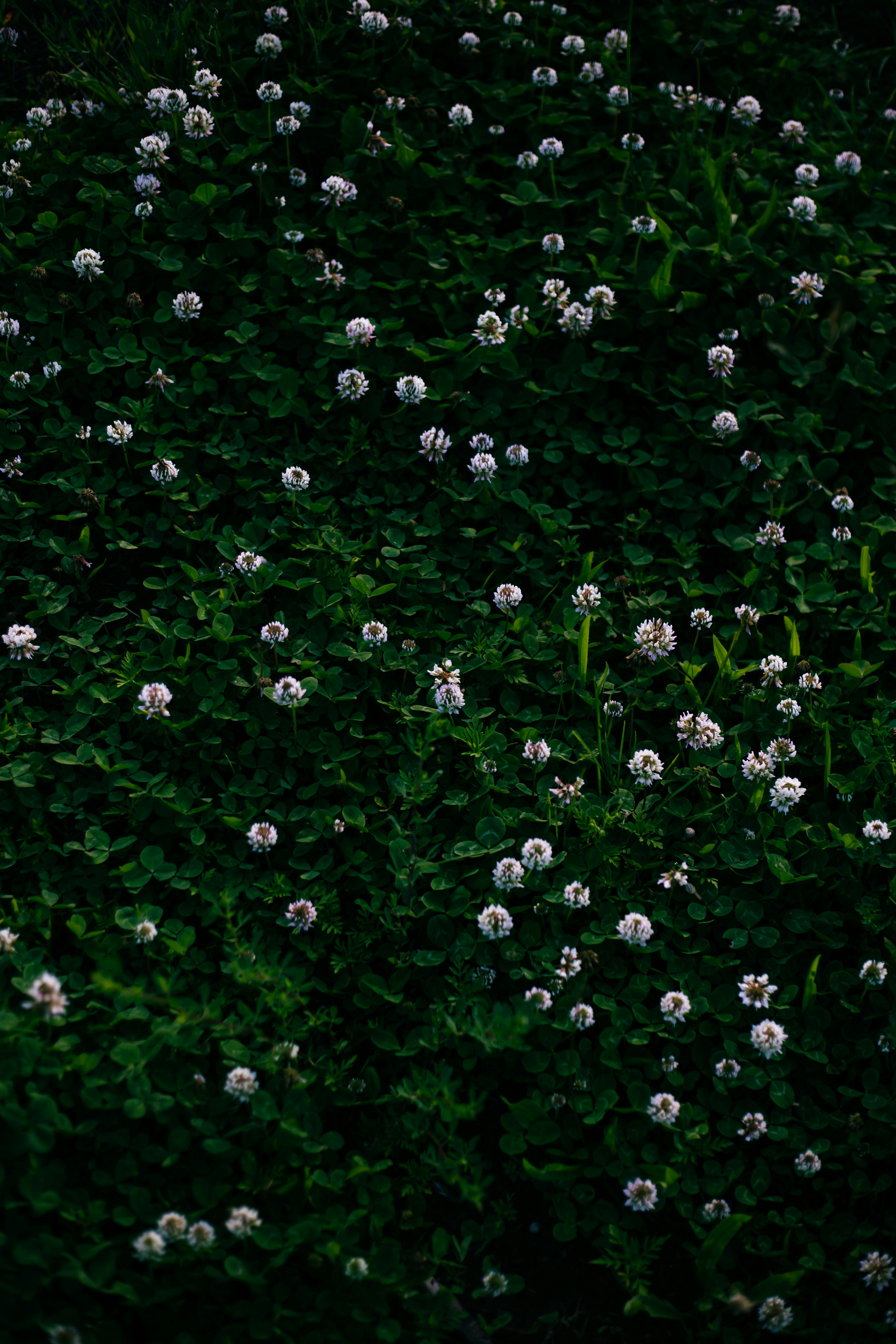 Whispers of Clover: A Sea of Tiny White Domes Against Emerald Foliage