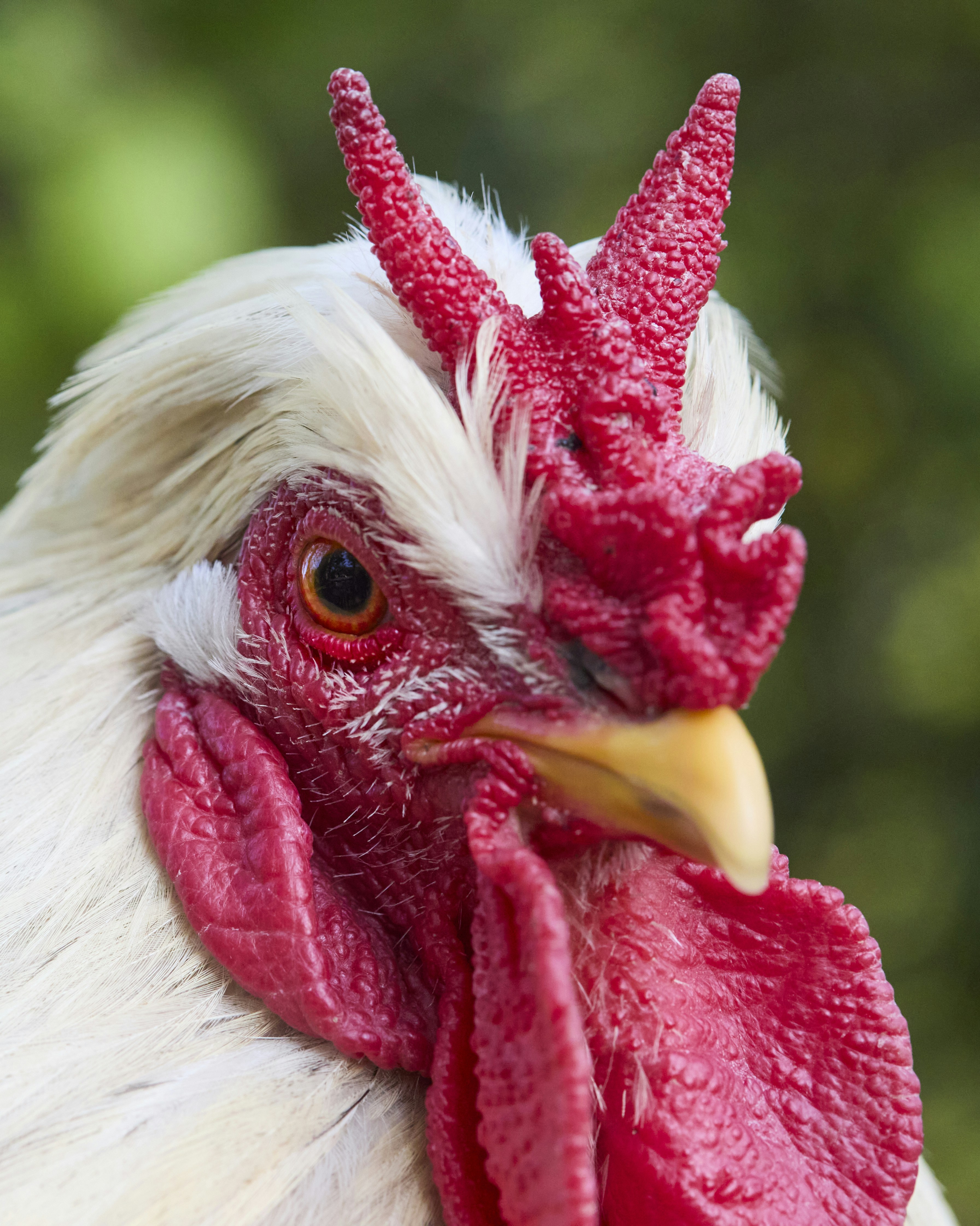 Crimson Crest: Close-Up of a Rooster’s Striking Head