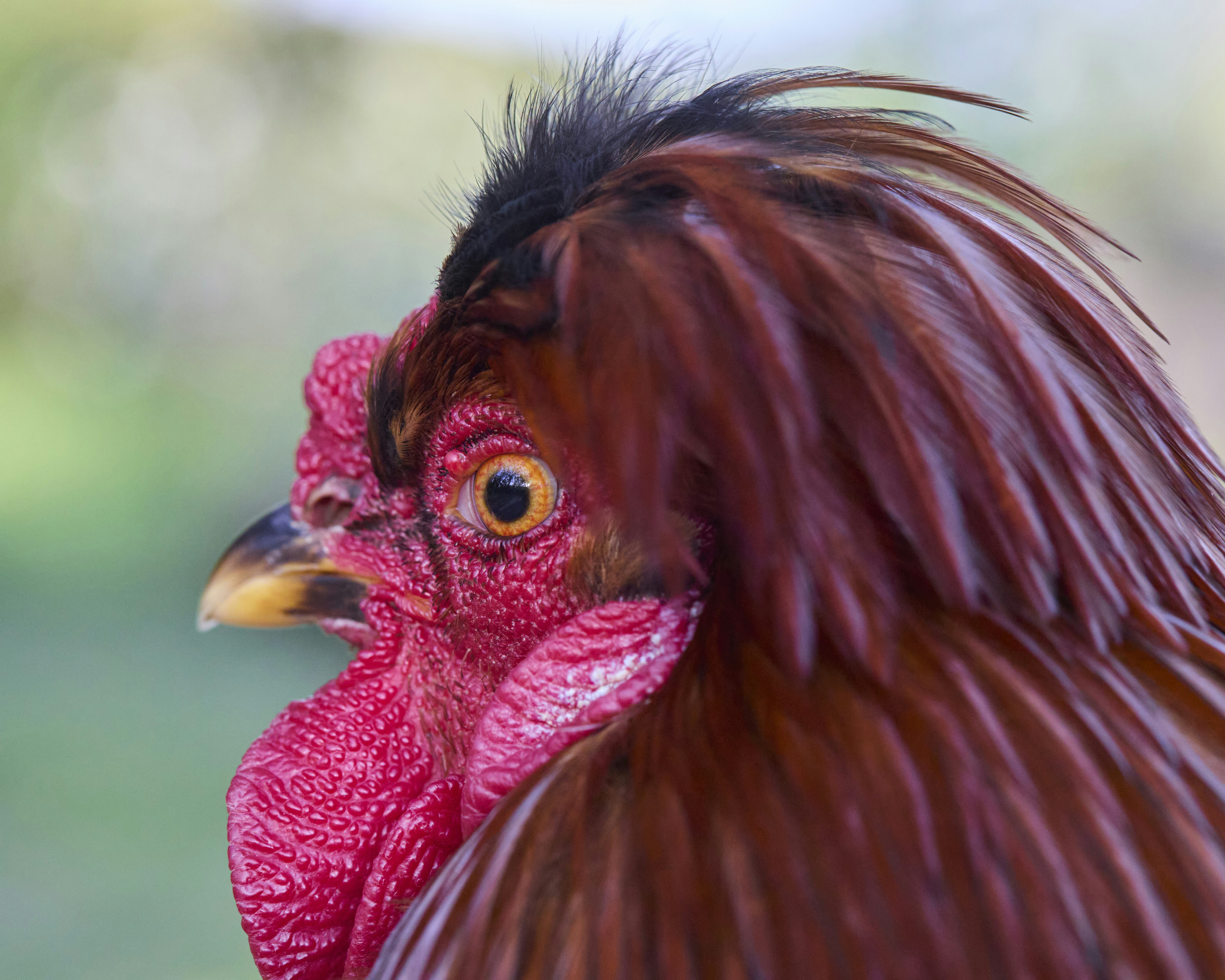 Crimson Crest: A Rooster's Gaze in Sharp Focus