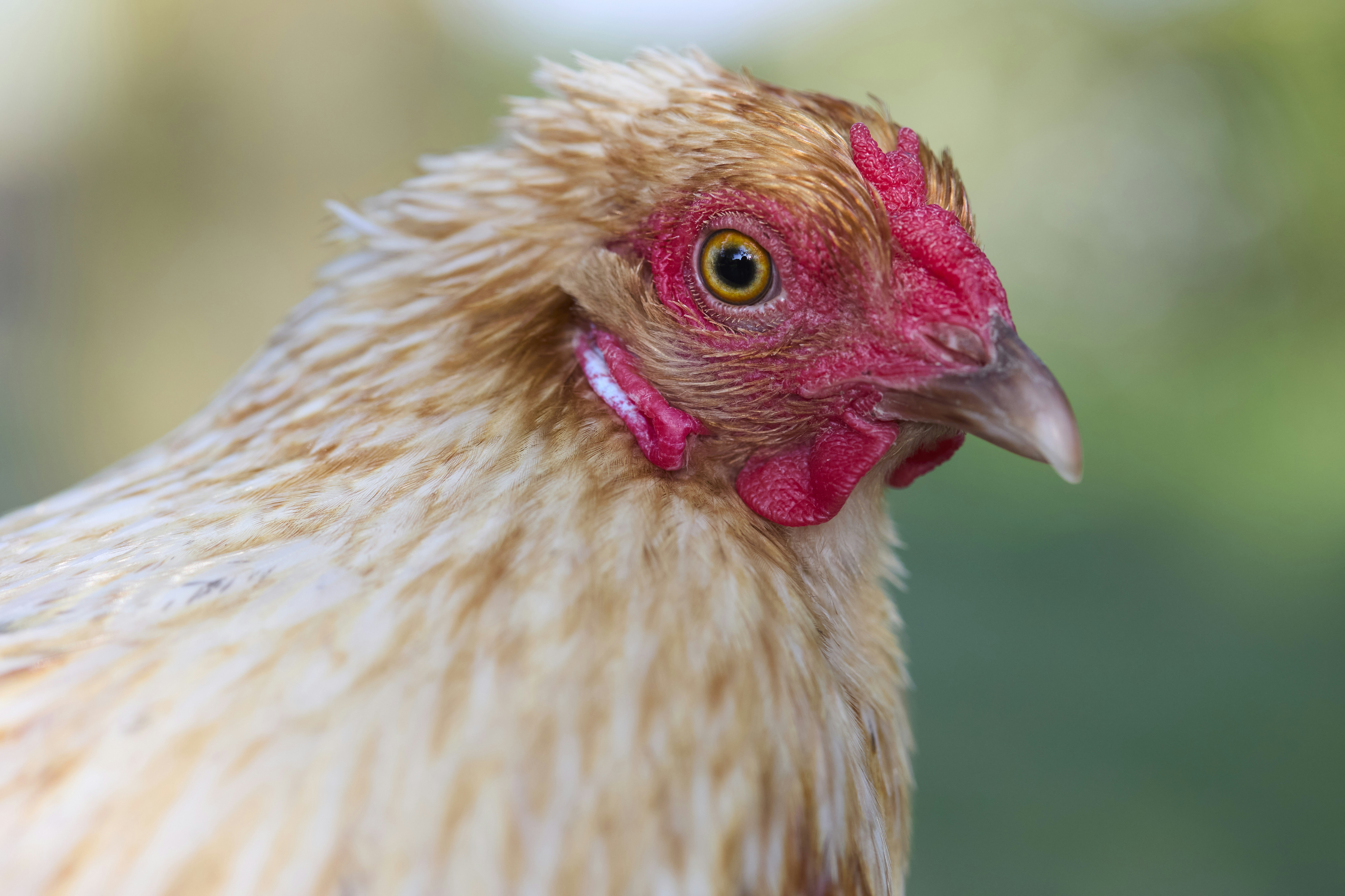 Close-up portrait of a domestic chicken, showcasing its vibrant red comb and wattle, golden eye, and soft brown and white feathers against a gentle, blurred natural background. An alert and curious farm animal.