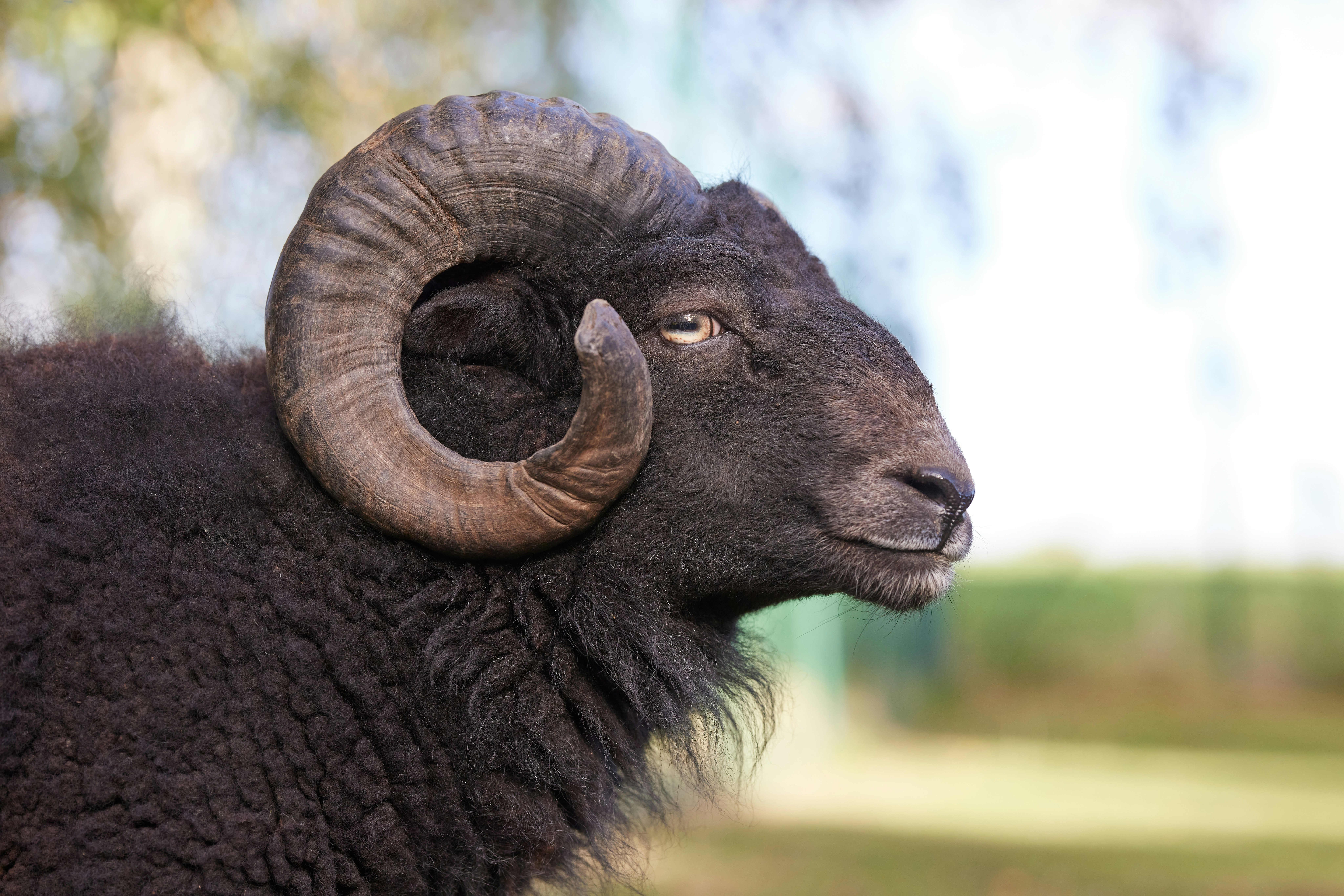 Close-up profile of a majestic black ouessant ram showcasing its powerful curled horn and distinctive golden eye against a soft, blurred background. A detailed shot of nature's beauty.