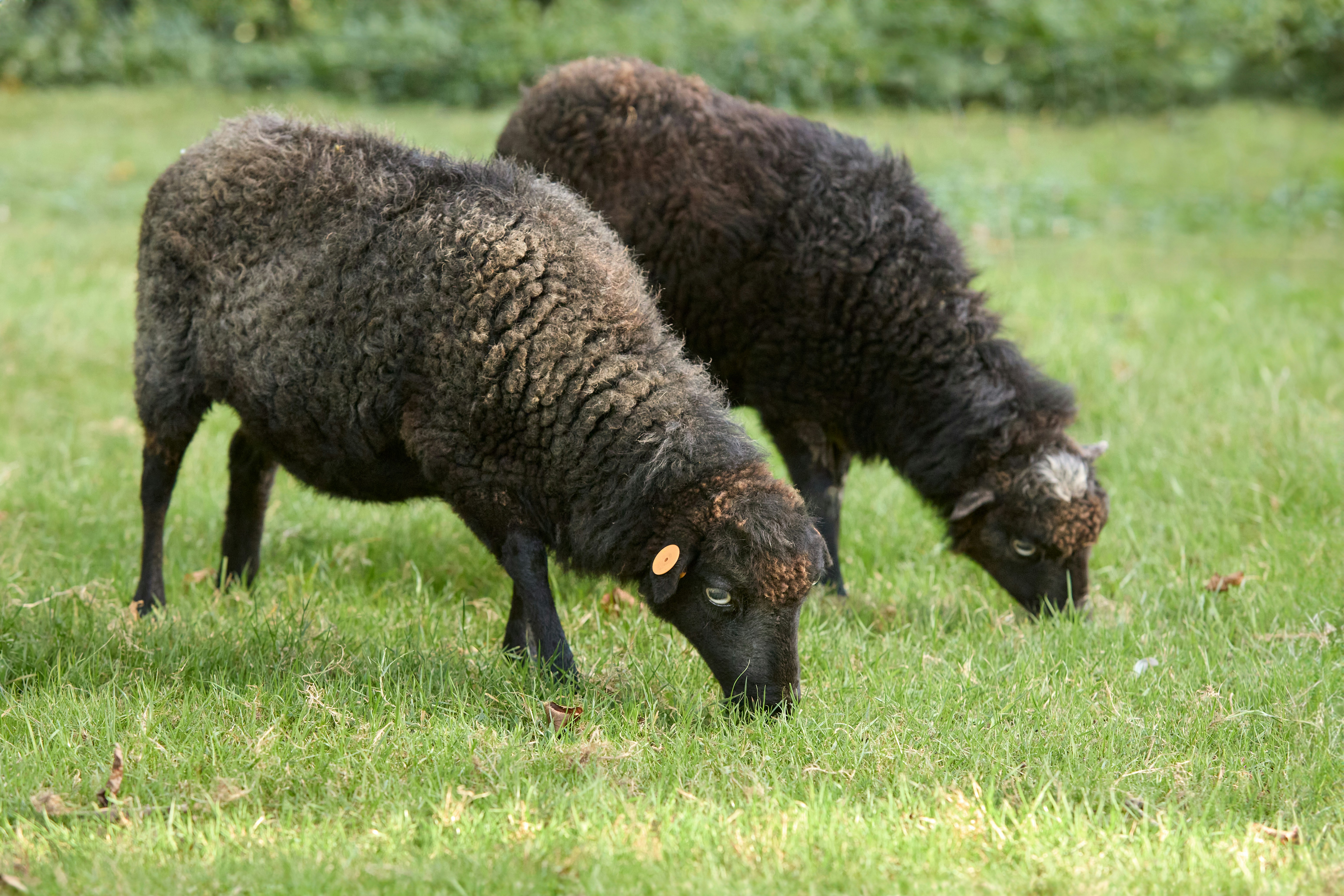 Grazing Pair: Woolly Shapes in a Sunlit Meadow