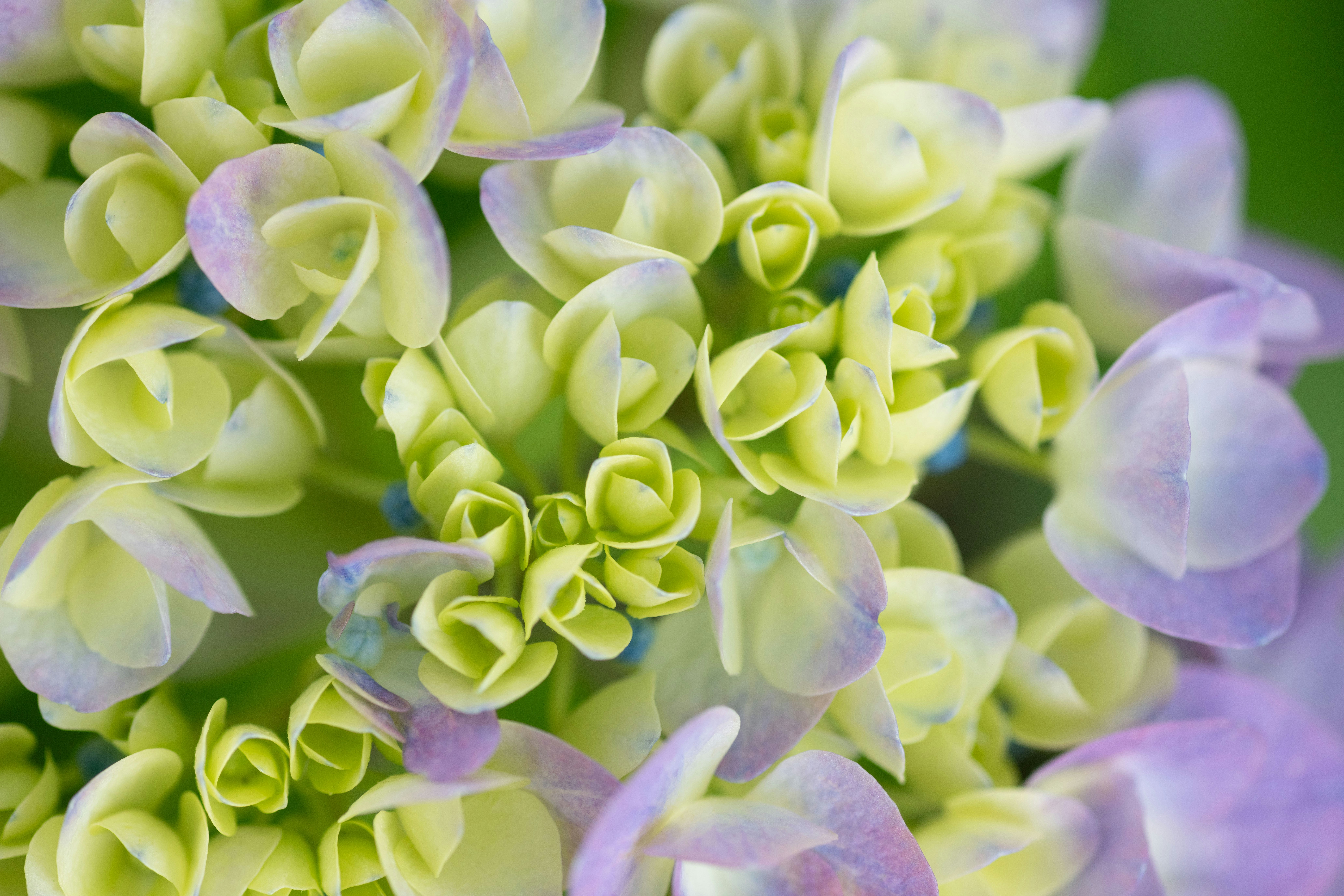 Hydrangea Bloom in Soft Focus Pastels