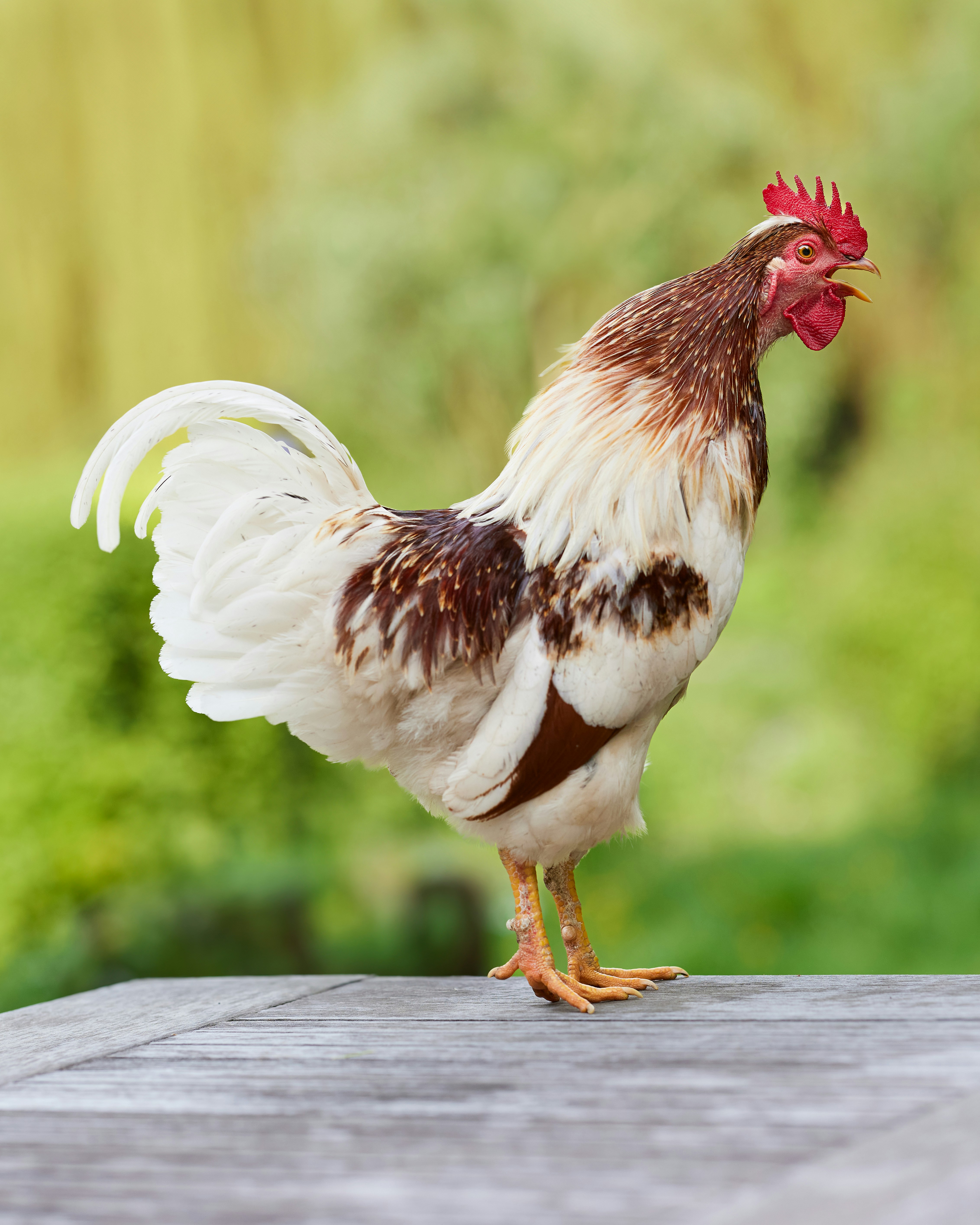 Dominant Rooster on a Weathered Table