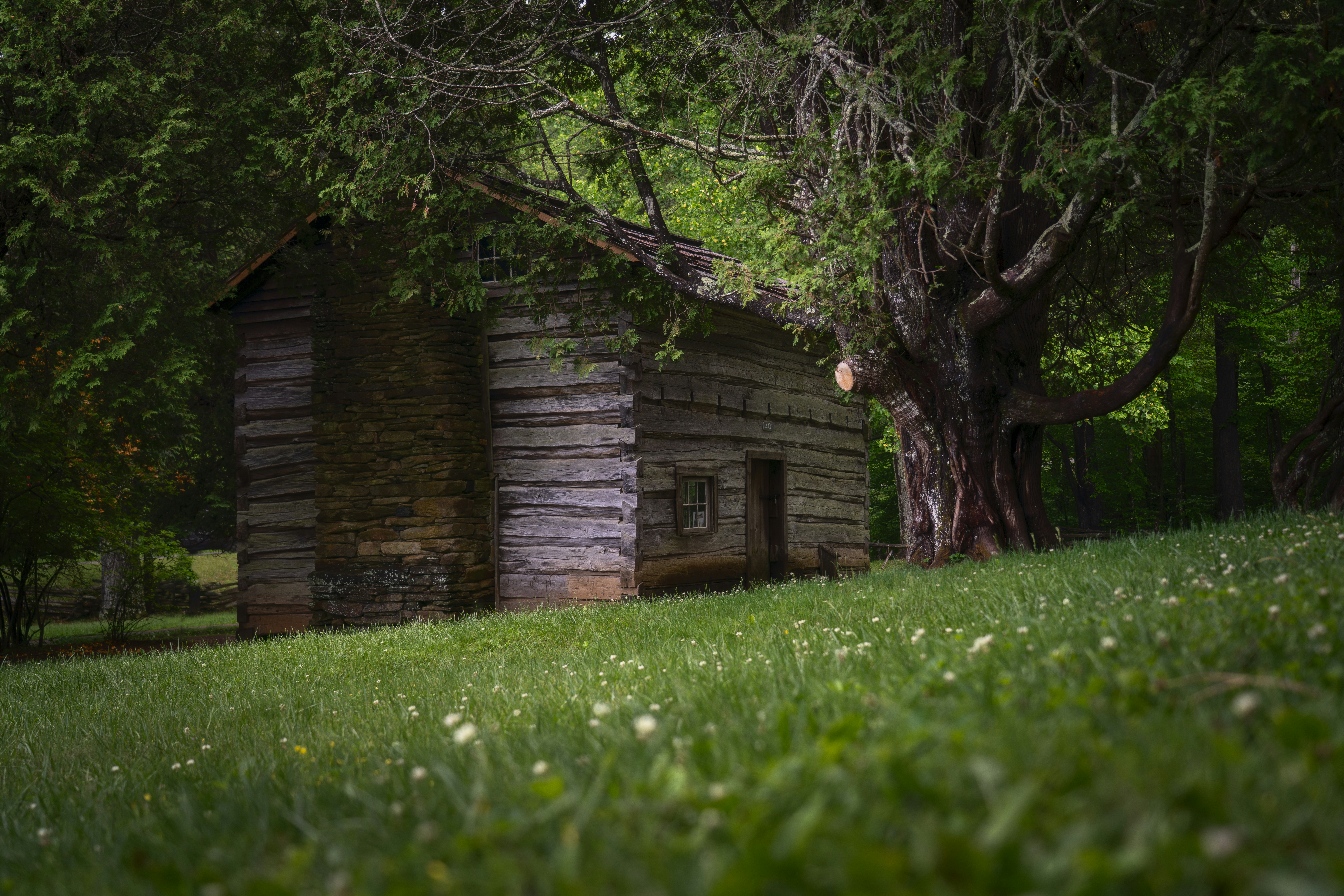 Weathered log cabin tucked against a sprawling tree in a sunlit meadow; rustic structure framed by dappled light and green grass.
