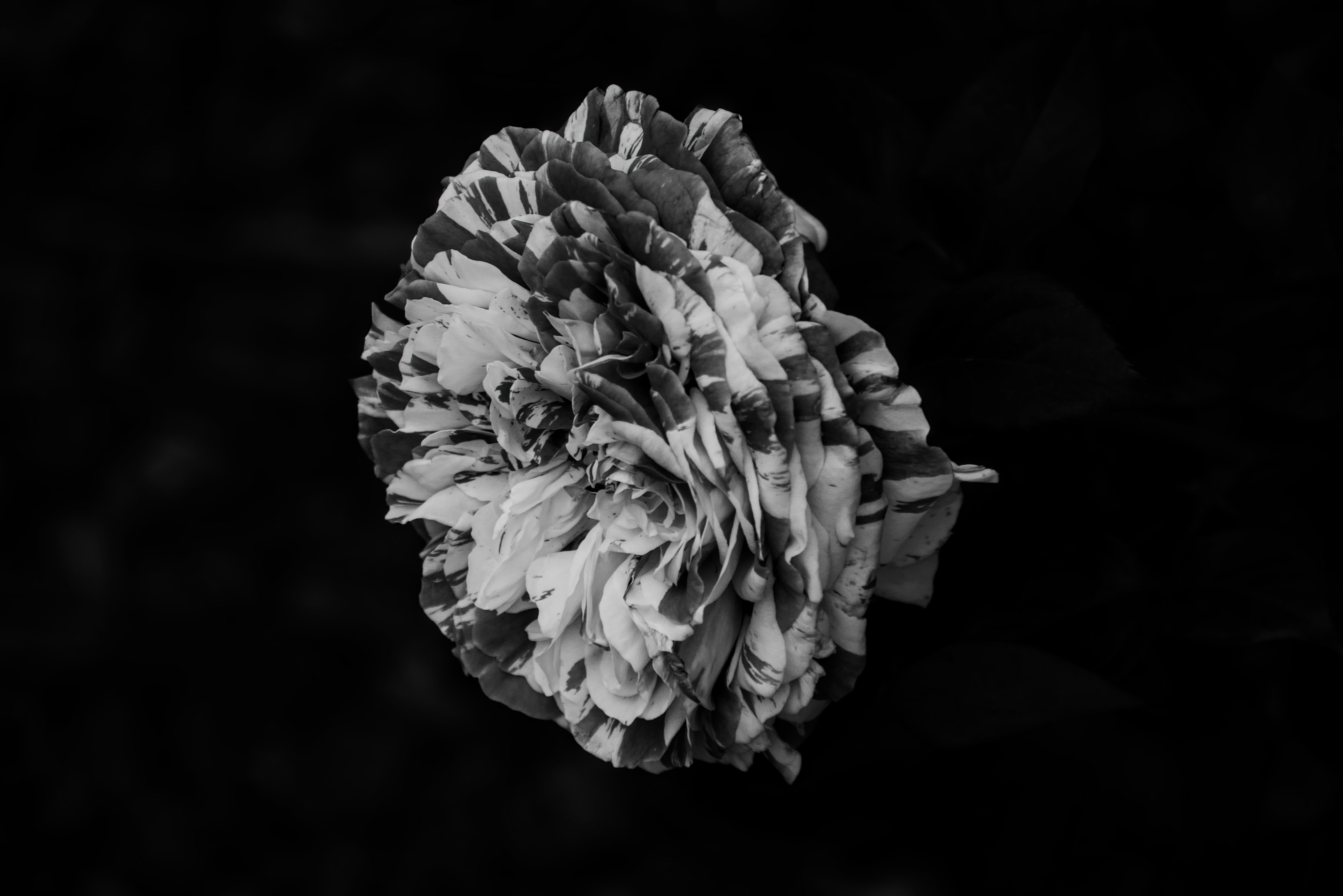 Midnight Bloom: A Single Carnation in Sharp Focus