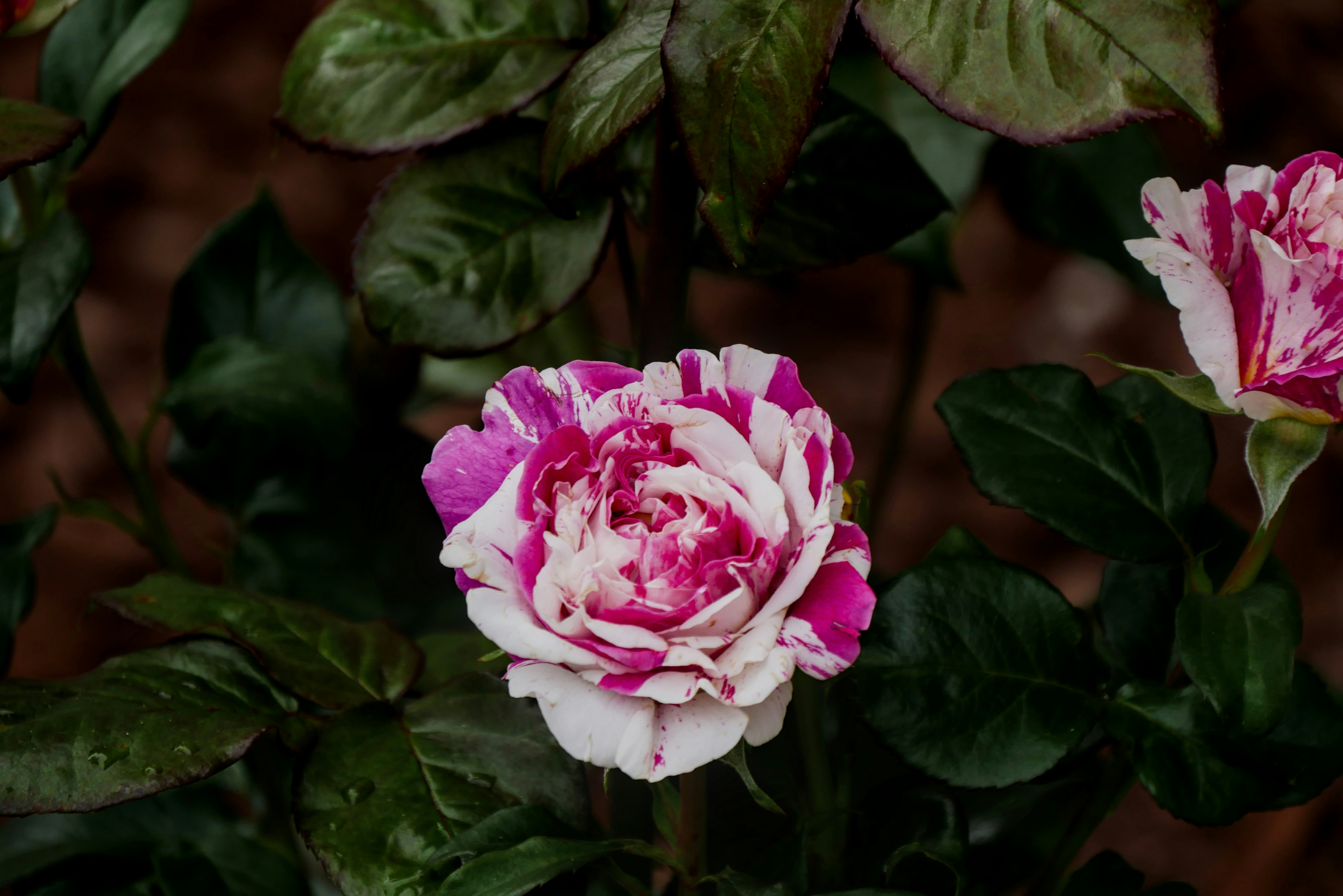 Pink Rose in Focus: Center Bloom Amid Dark Leaves