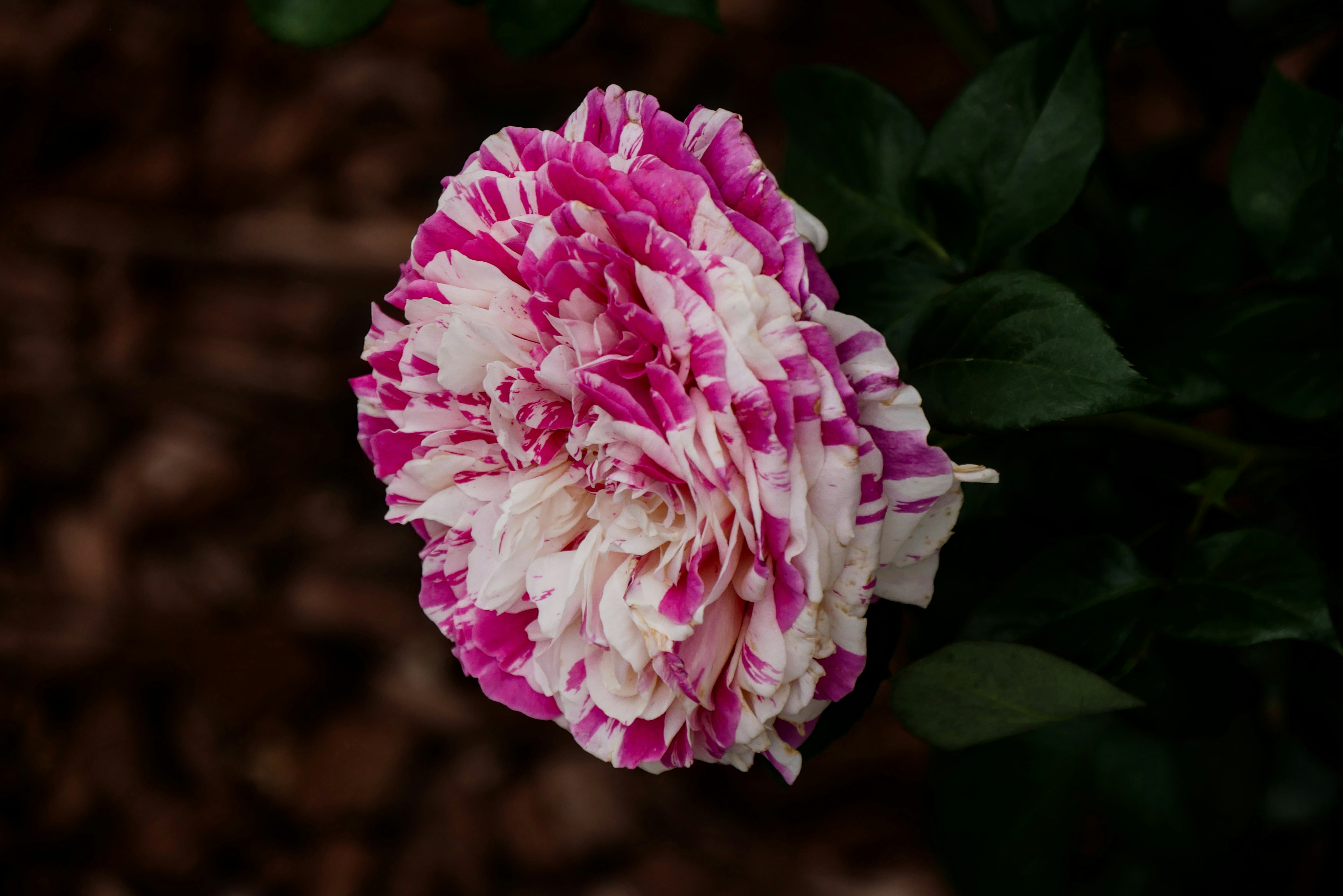 Petal Firework: Pink-White Camellia in Quiet Garden