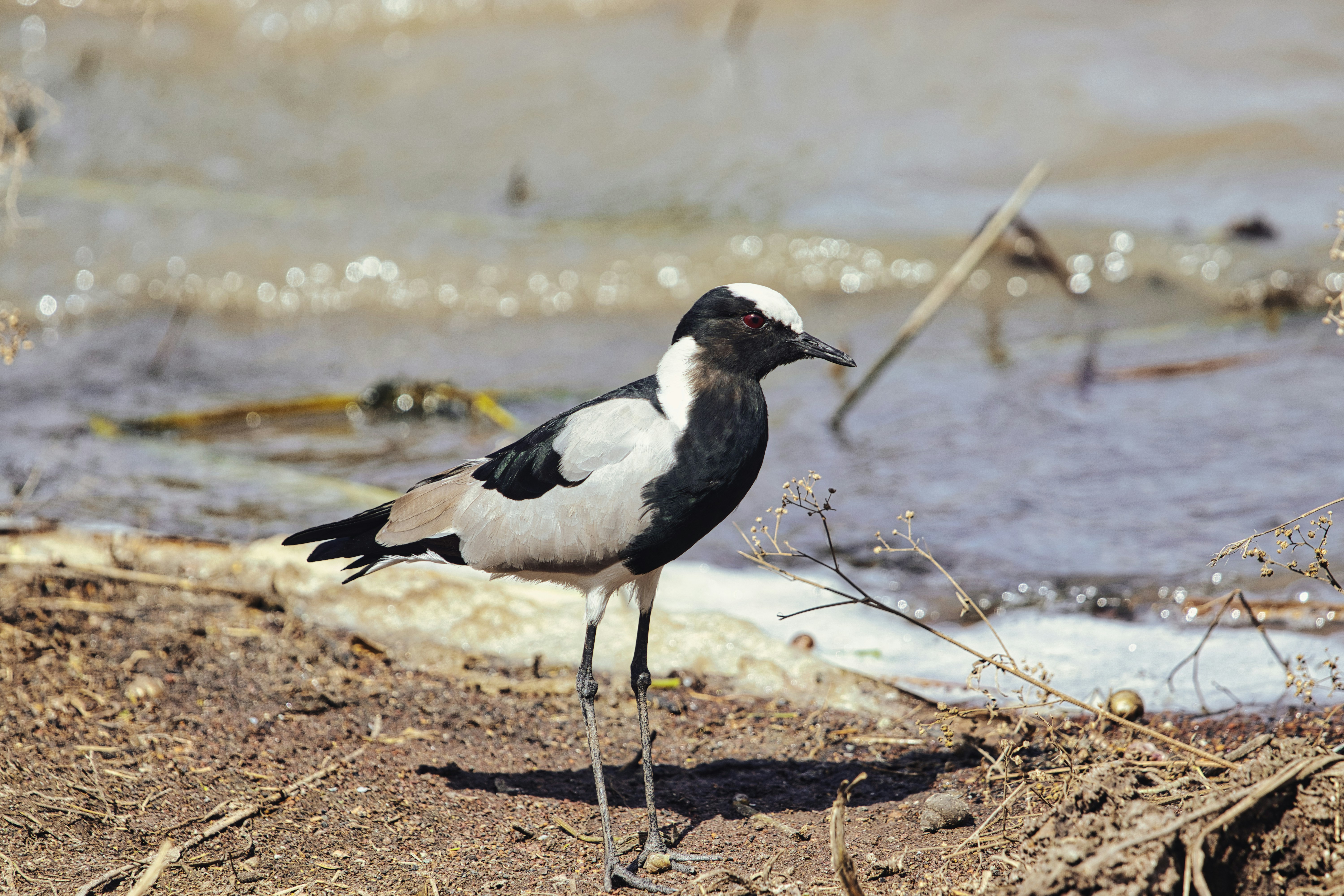 Leggy Sentinel by the Shore: A Black-winged Ibis Stands Watch
