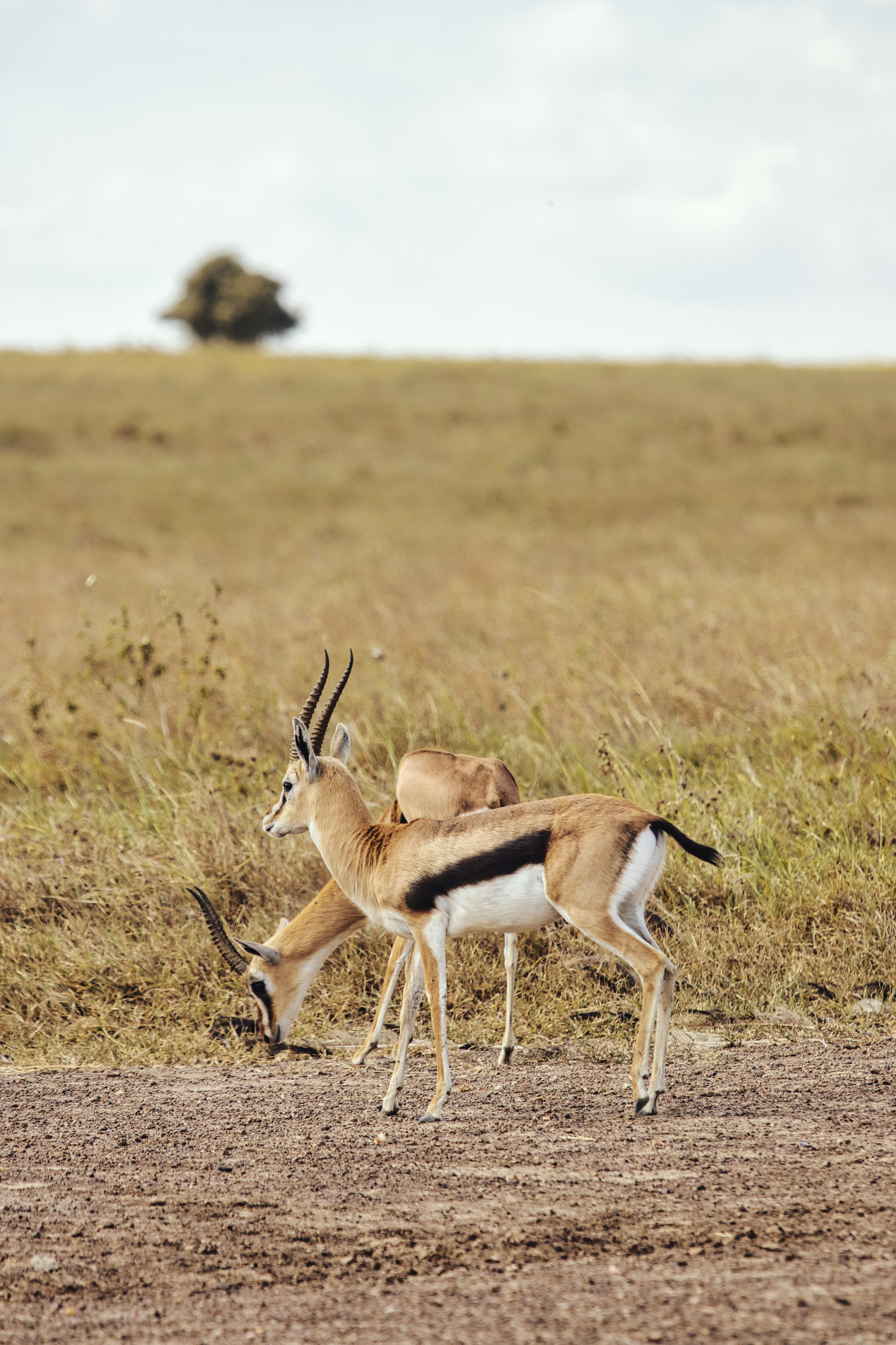 Antelope Pair at Dawn: Scenting the Open Plains