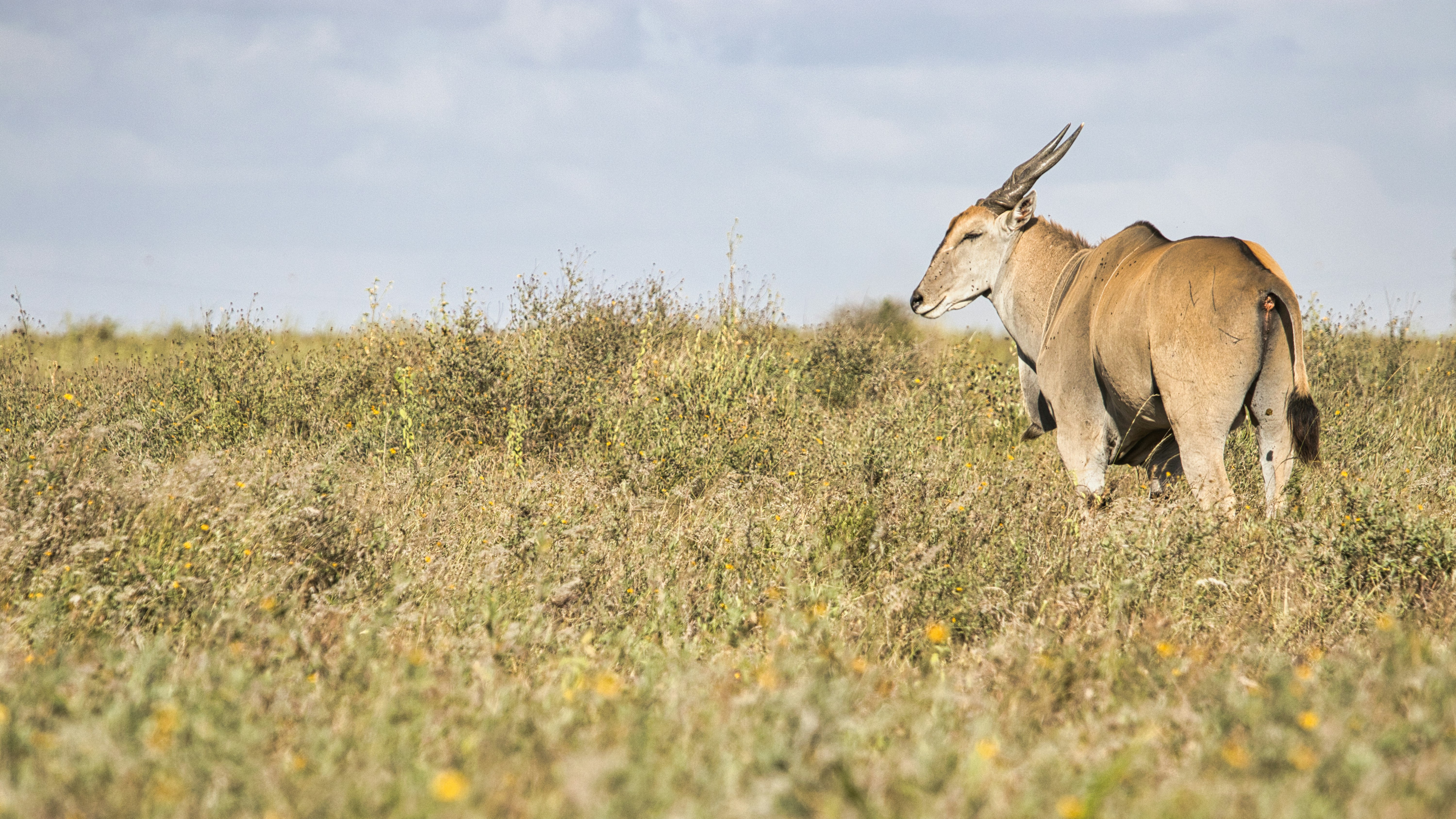 Grazing in the Grassland: A lone antelope on the horizon