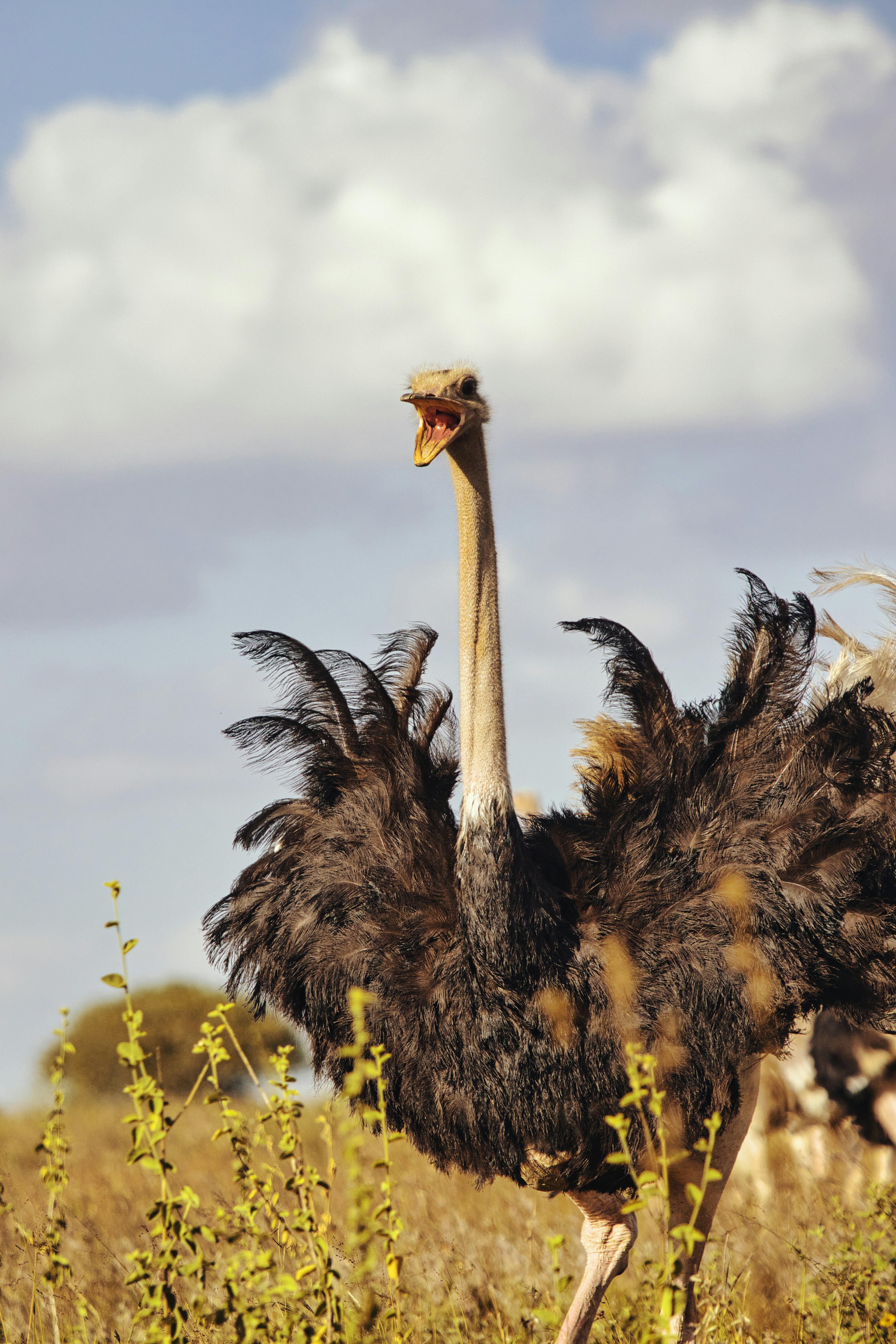 Wild Ostrich with Wings Adorned in a Golden Field