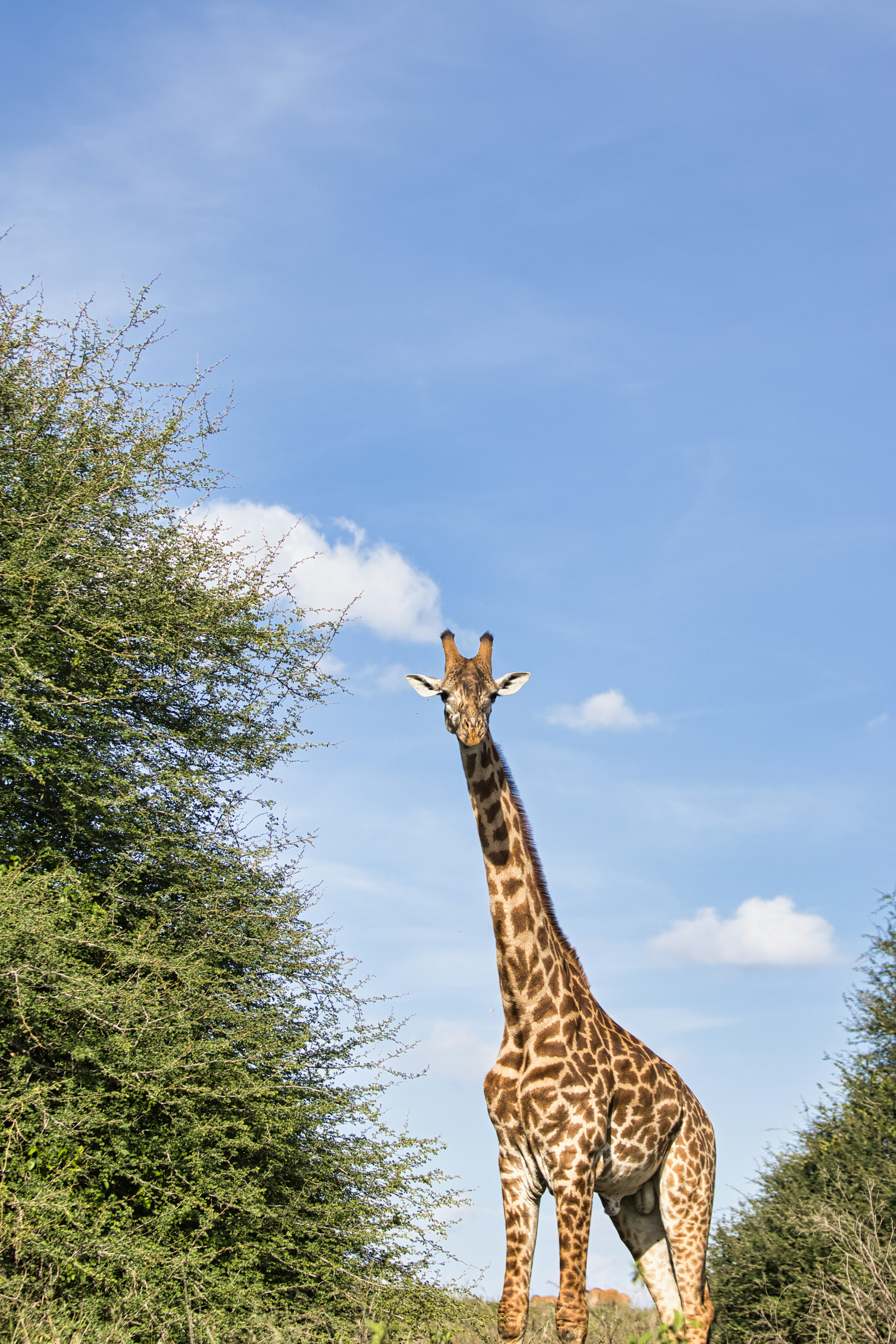 Giraffe Against a Clear Blue Sky
