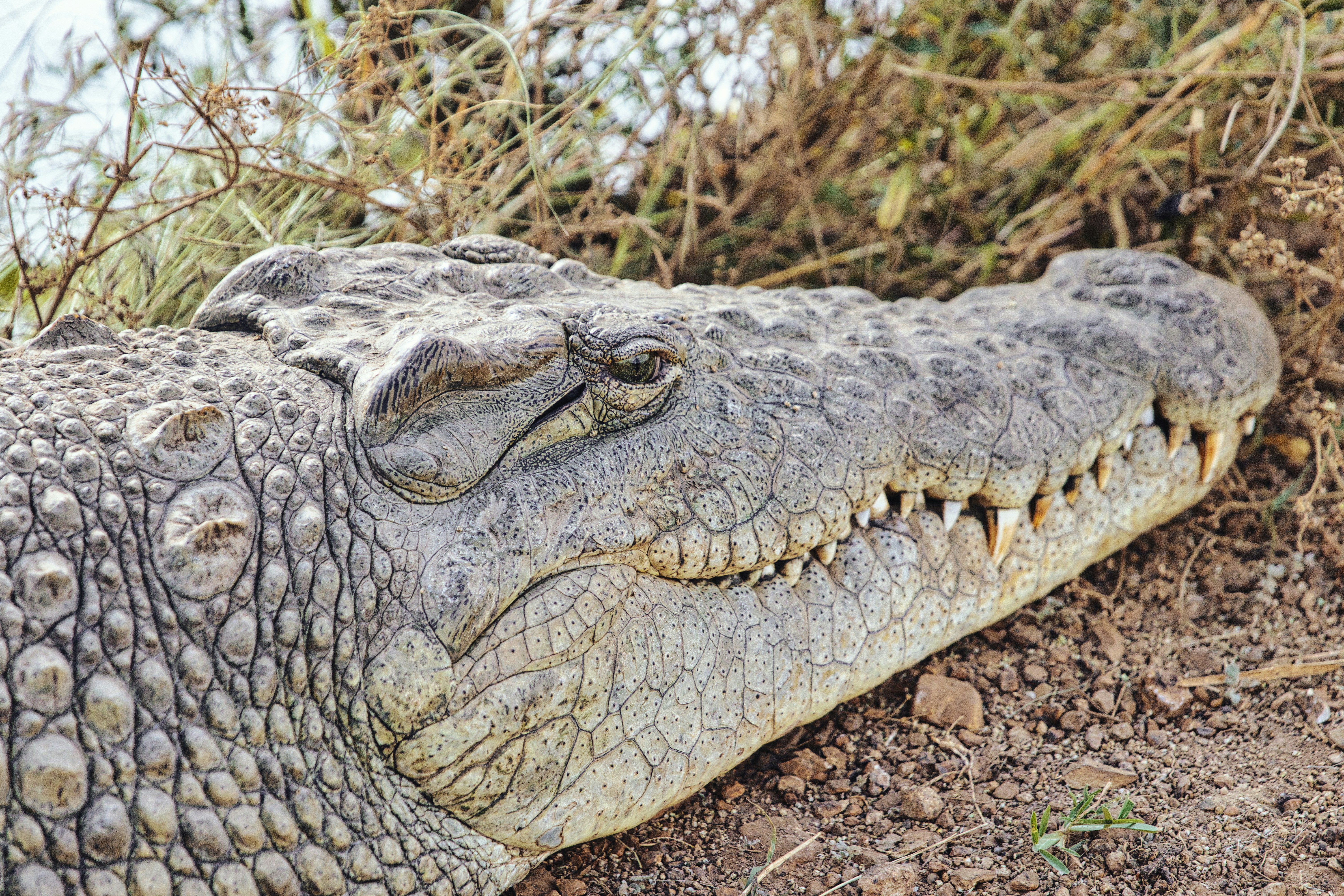 Basking in Rough Terrain: Close-up of a Crocodile’s Relentless Gaze