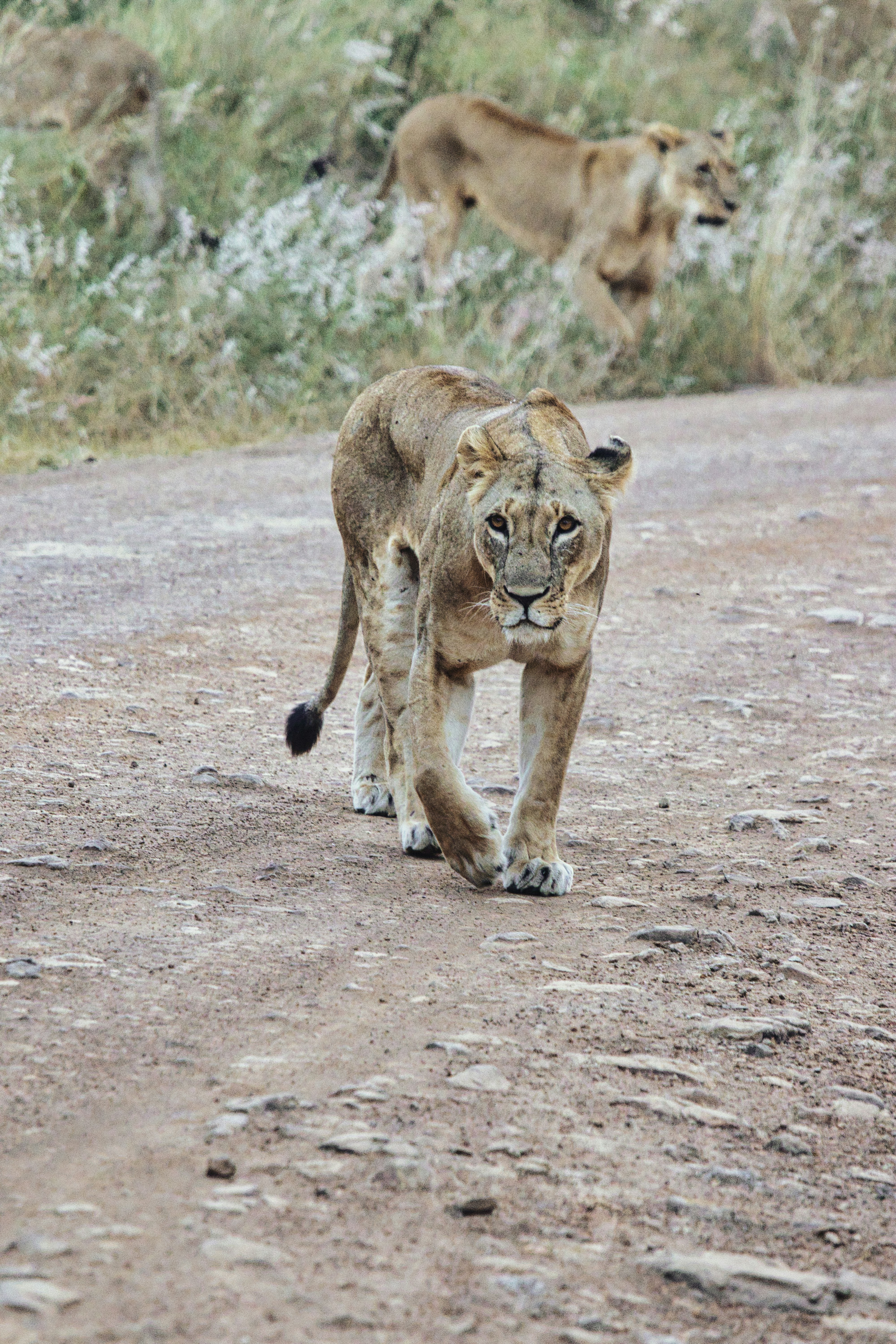 Forward-Focused Feline: A Lioness Leads the Trail