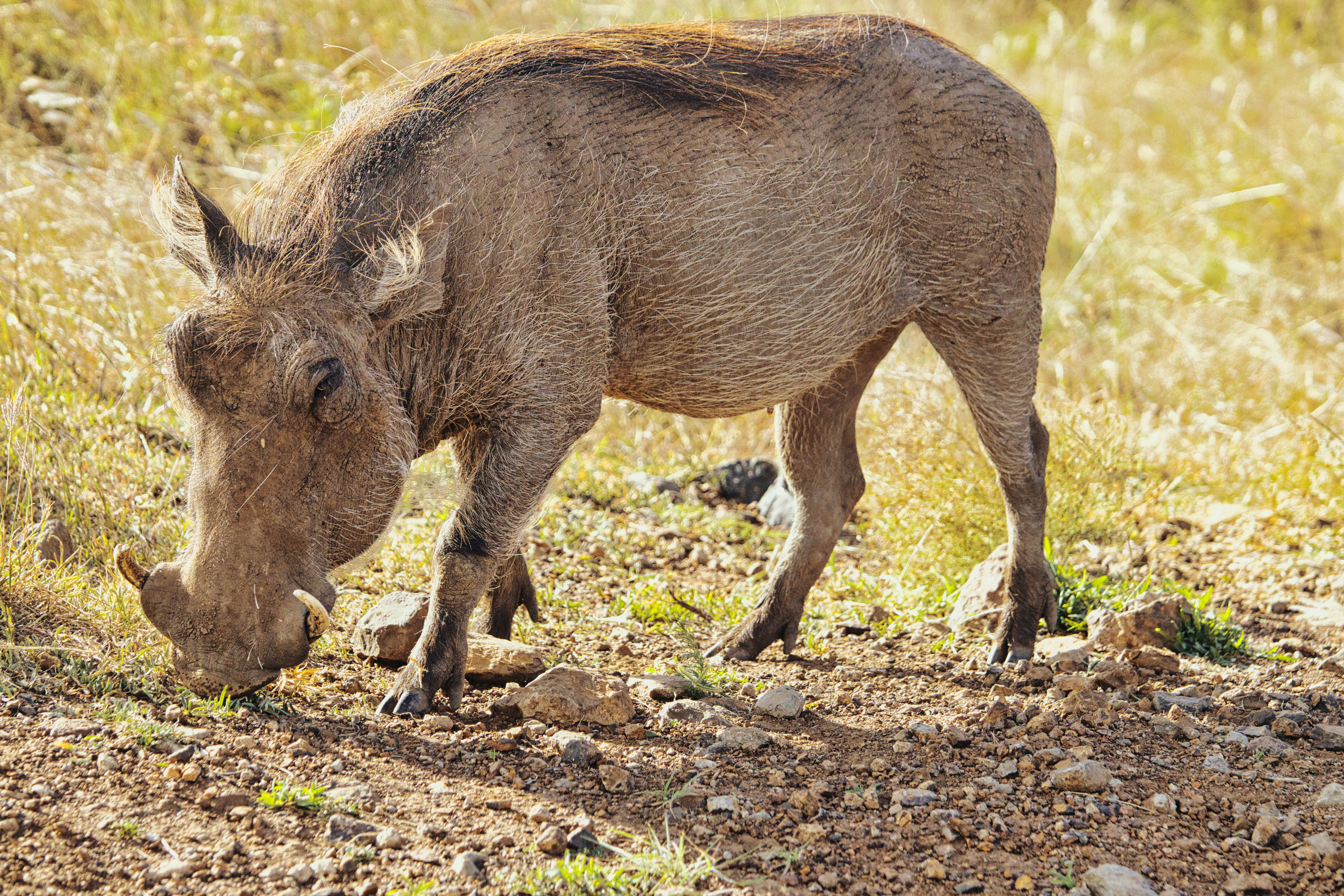 Dusty Grazing: A Warthog Foraging in Morning Light