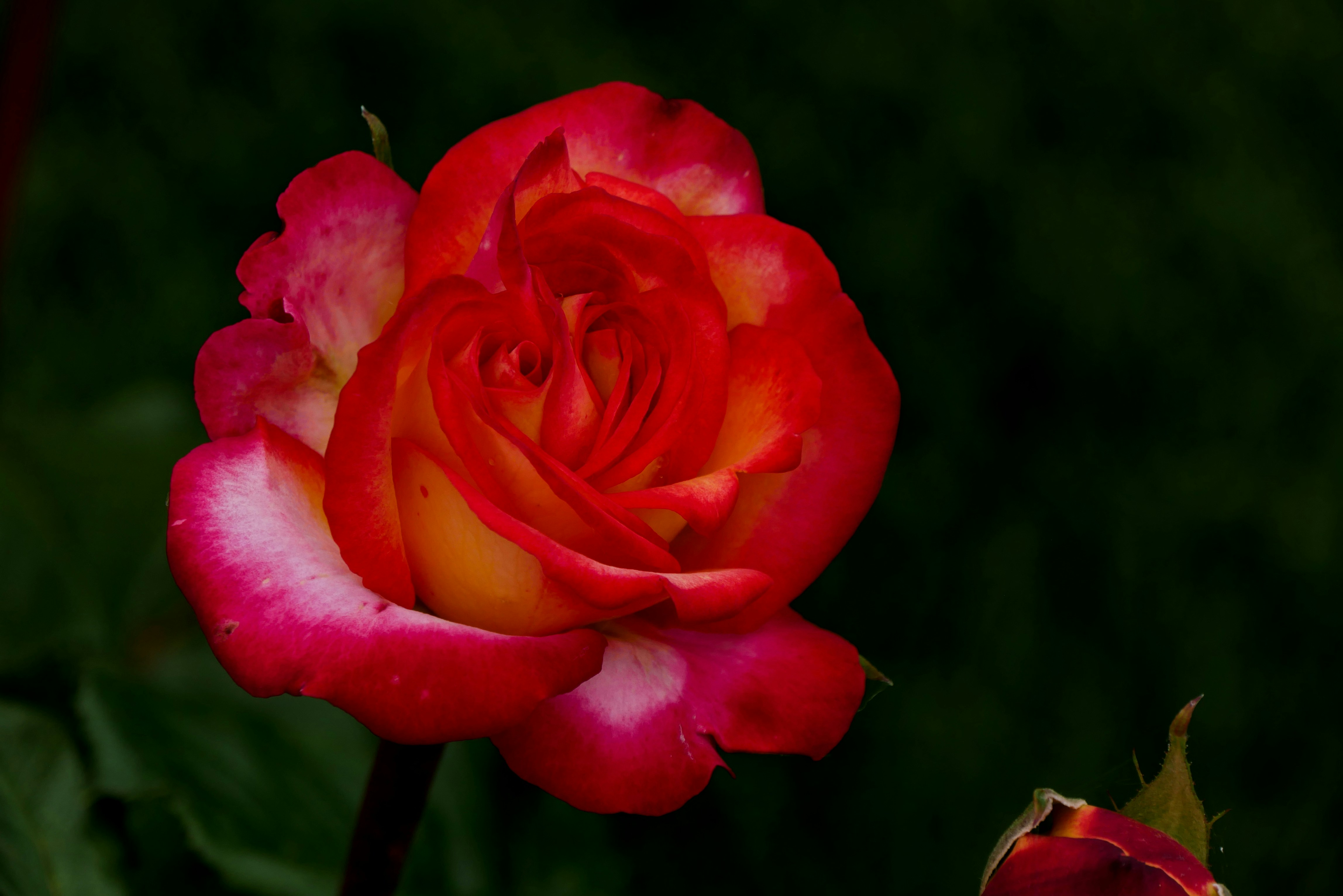 Petal Flame: a Crimson-Orange Rose in Focus