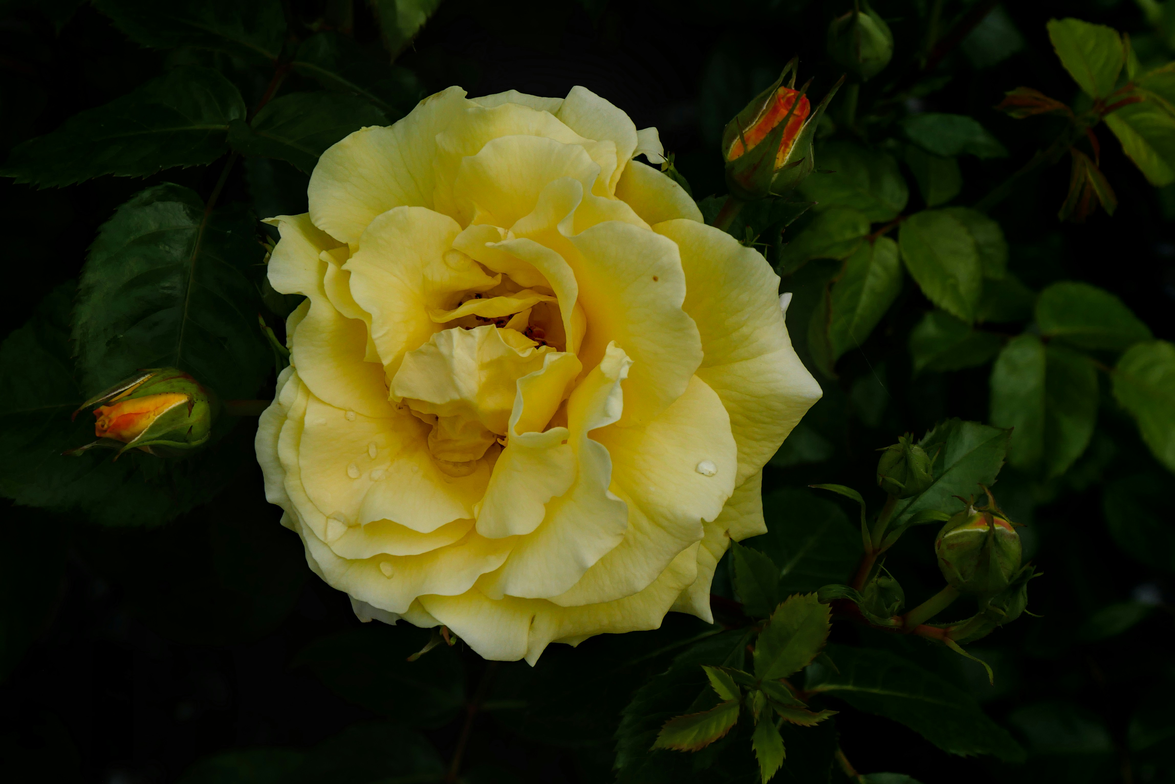 Golden Crown: A Close-Up Rose in Midnight Greenery