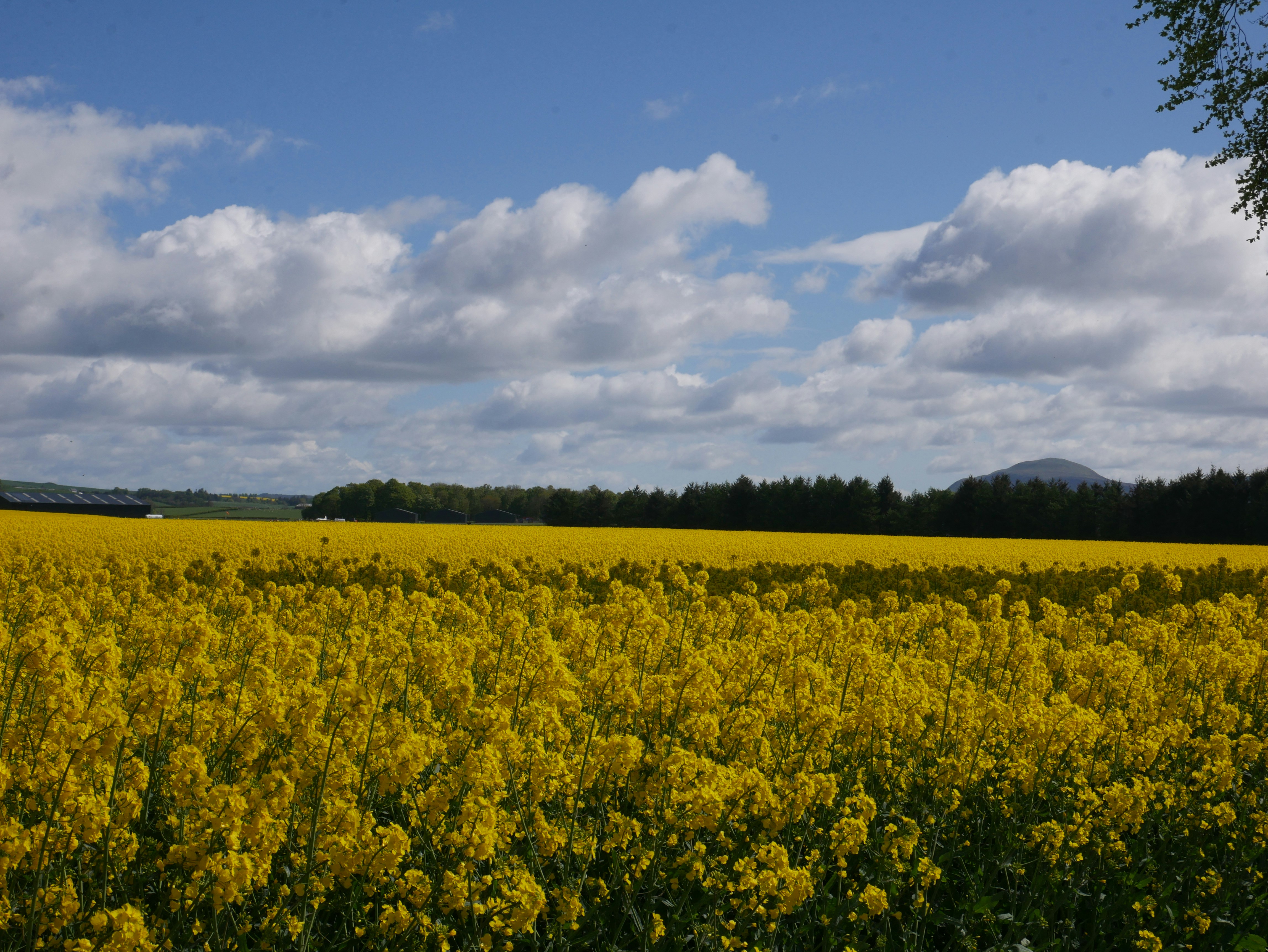 Bright rape blossom field spans the foreground with a distant treeline and a blue, partly cloudy sky; a calm rural landscape emphasizing color and depth without human activity.