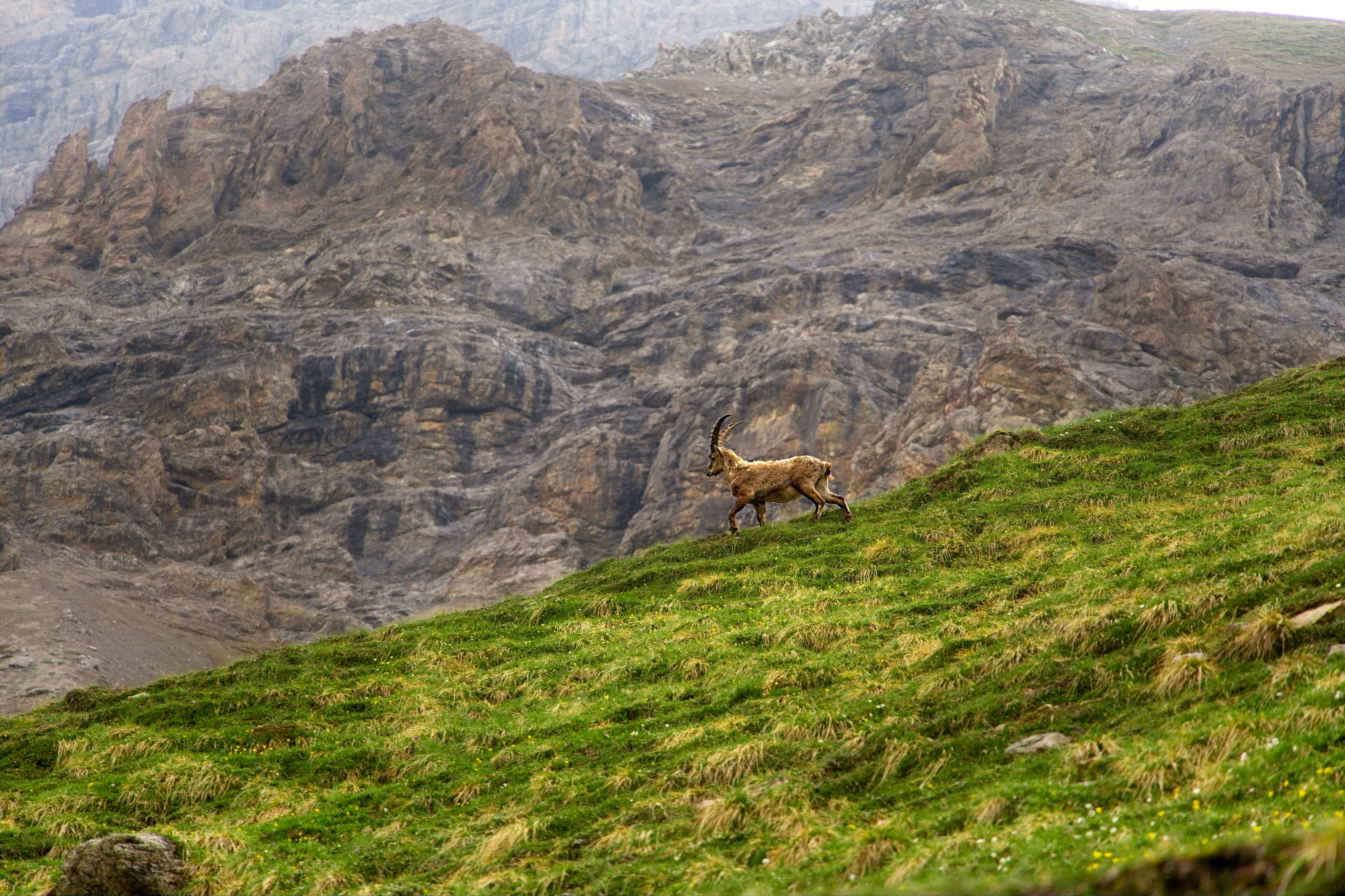 Copper Doe on the Mountain Crest