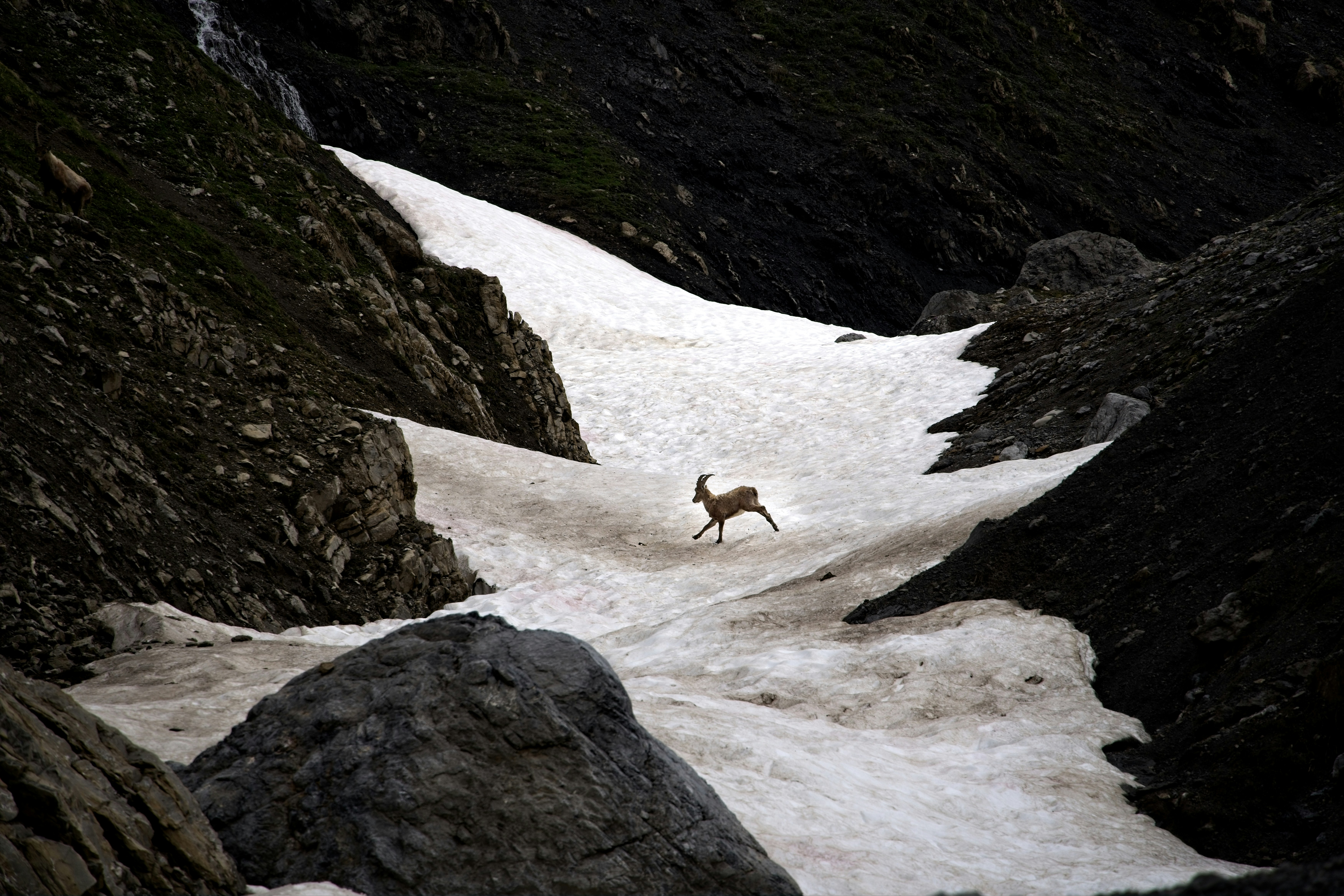 孤独的旅者：雪地峡谷中的小鹿