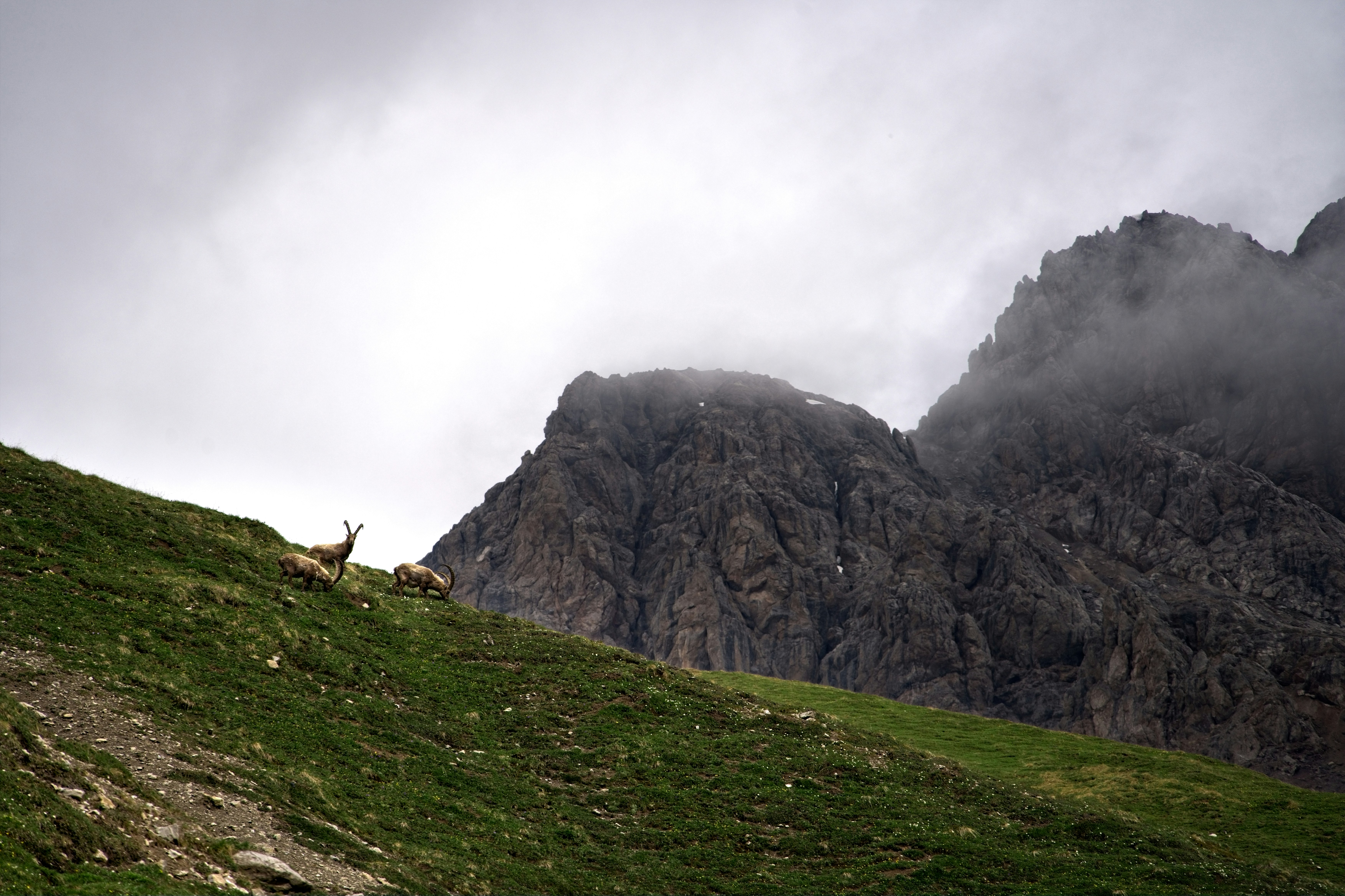 Lone Grazers at the Foot of Granite Peaks