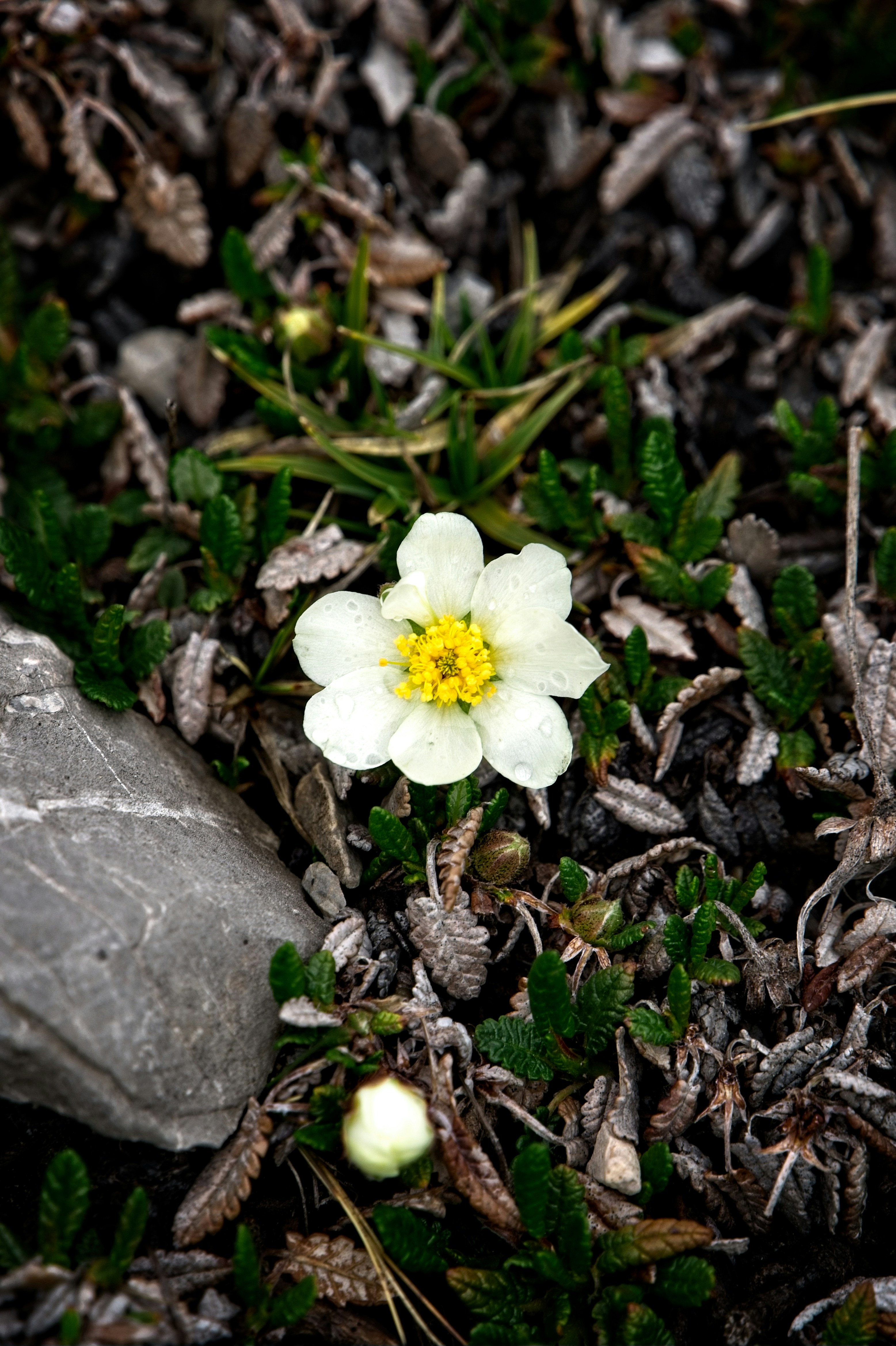 White blossom amid woodland litter on a rocky bed