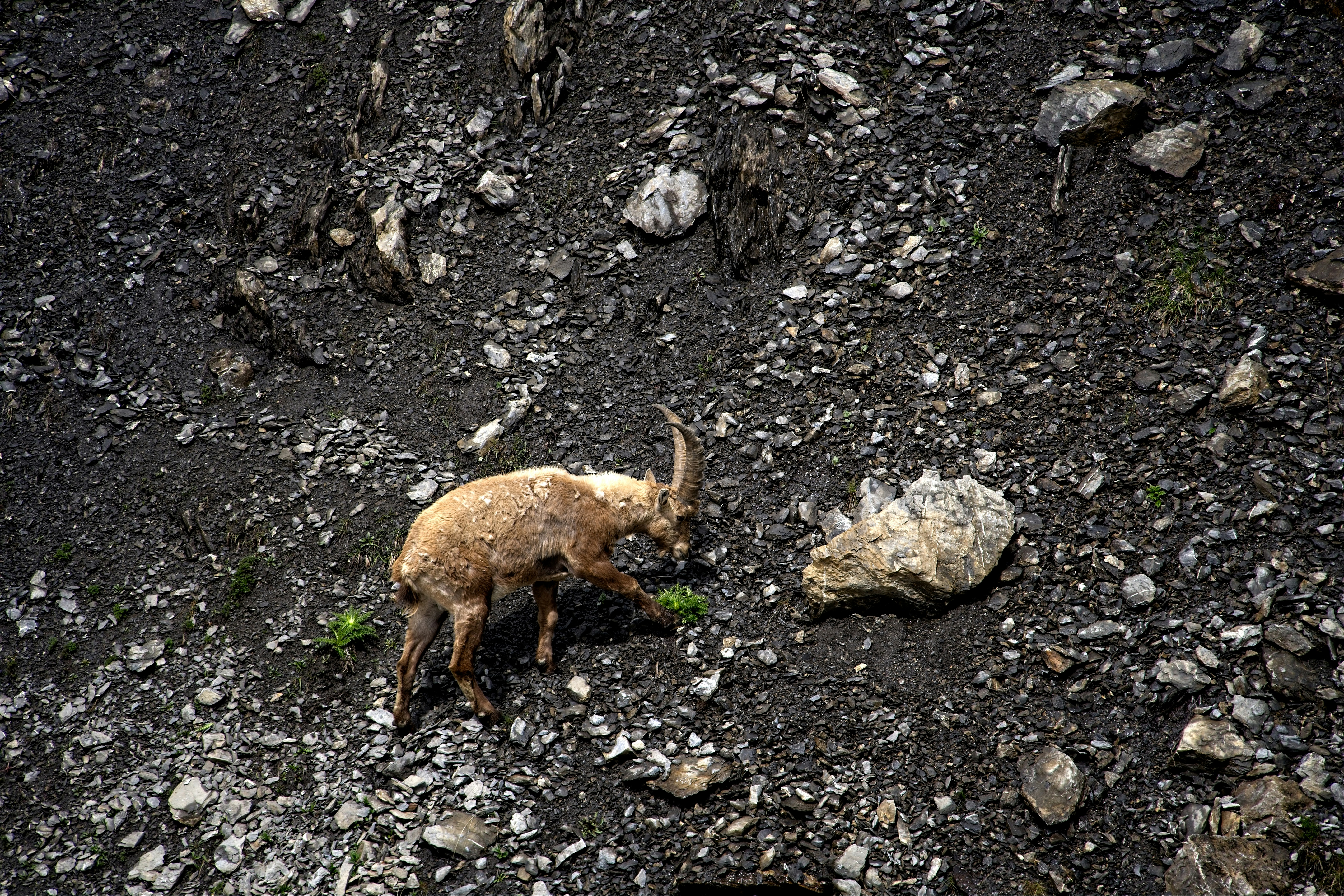 Deserted Mountain Slope: a lone goat navigating gravel