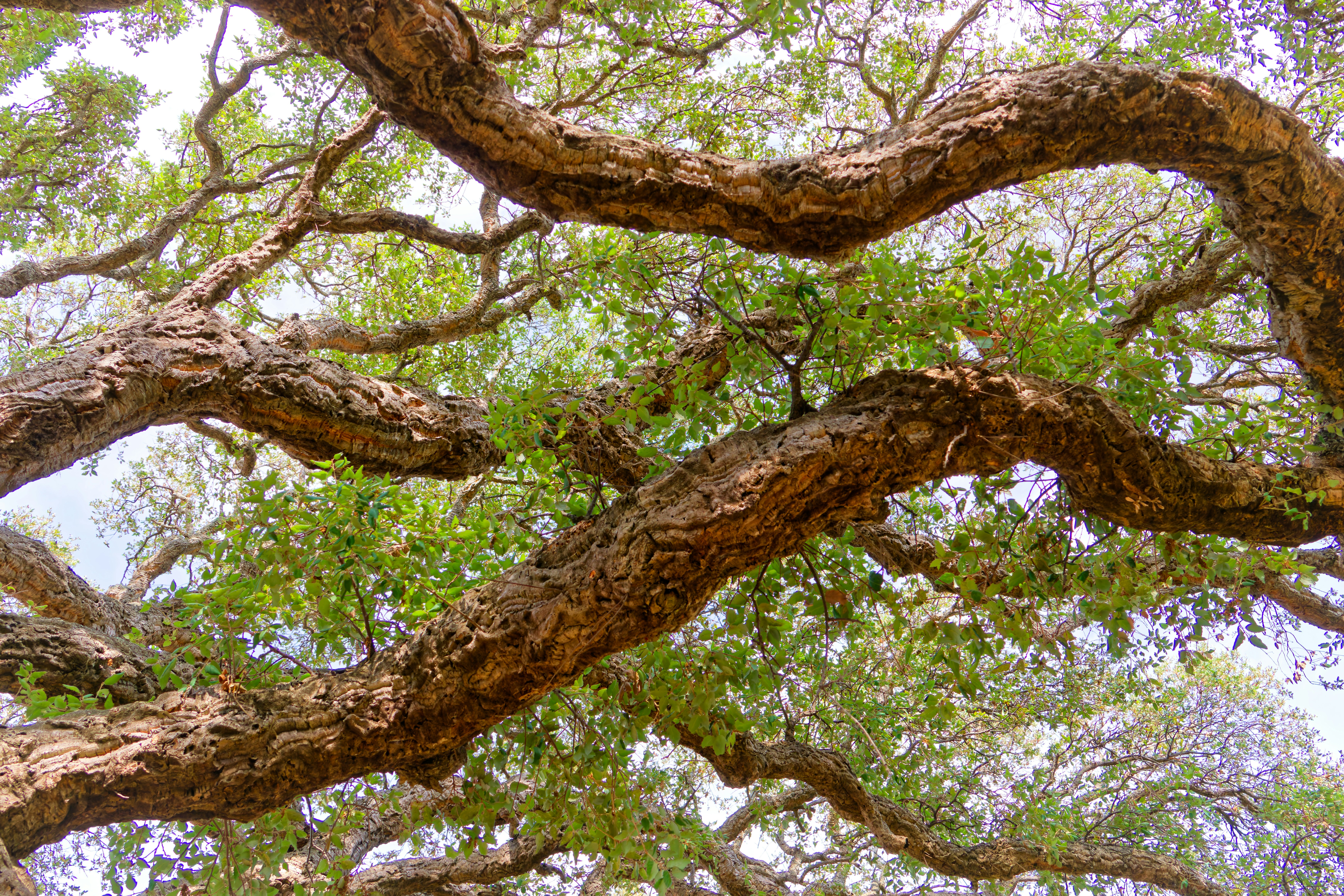 Woven Giants: Sunlit Tree Limbs Spanning the Sky