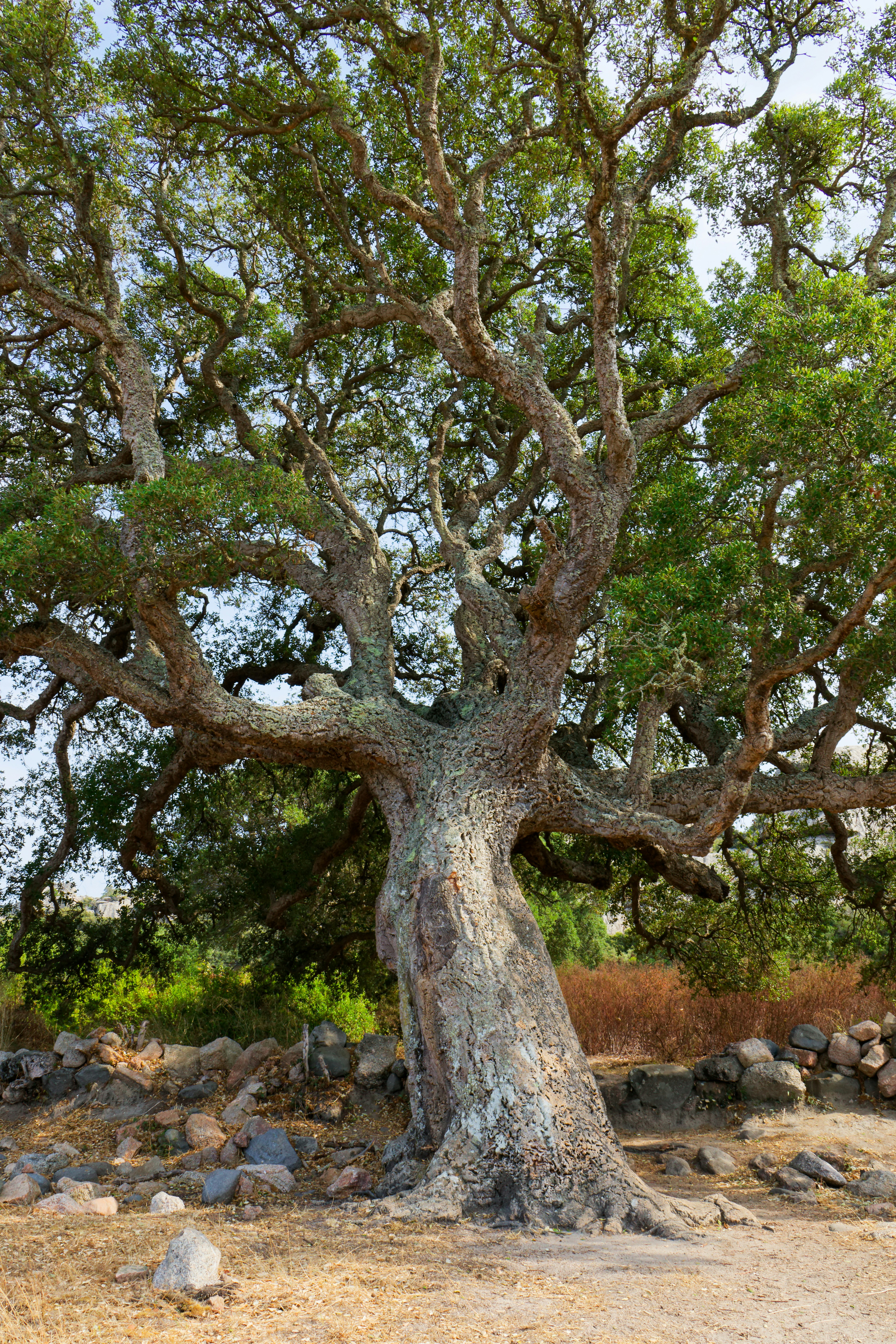Ancient Olive Tree: Gnarled Trunk and Winding Branches