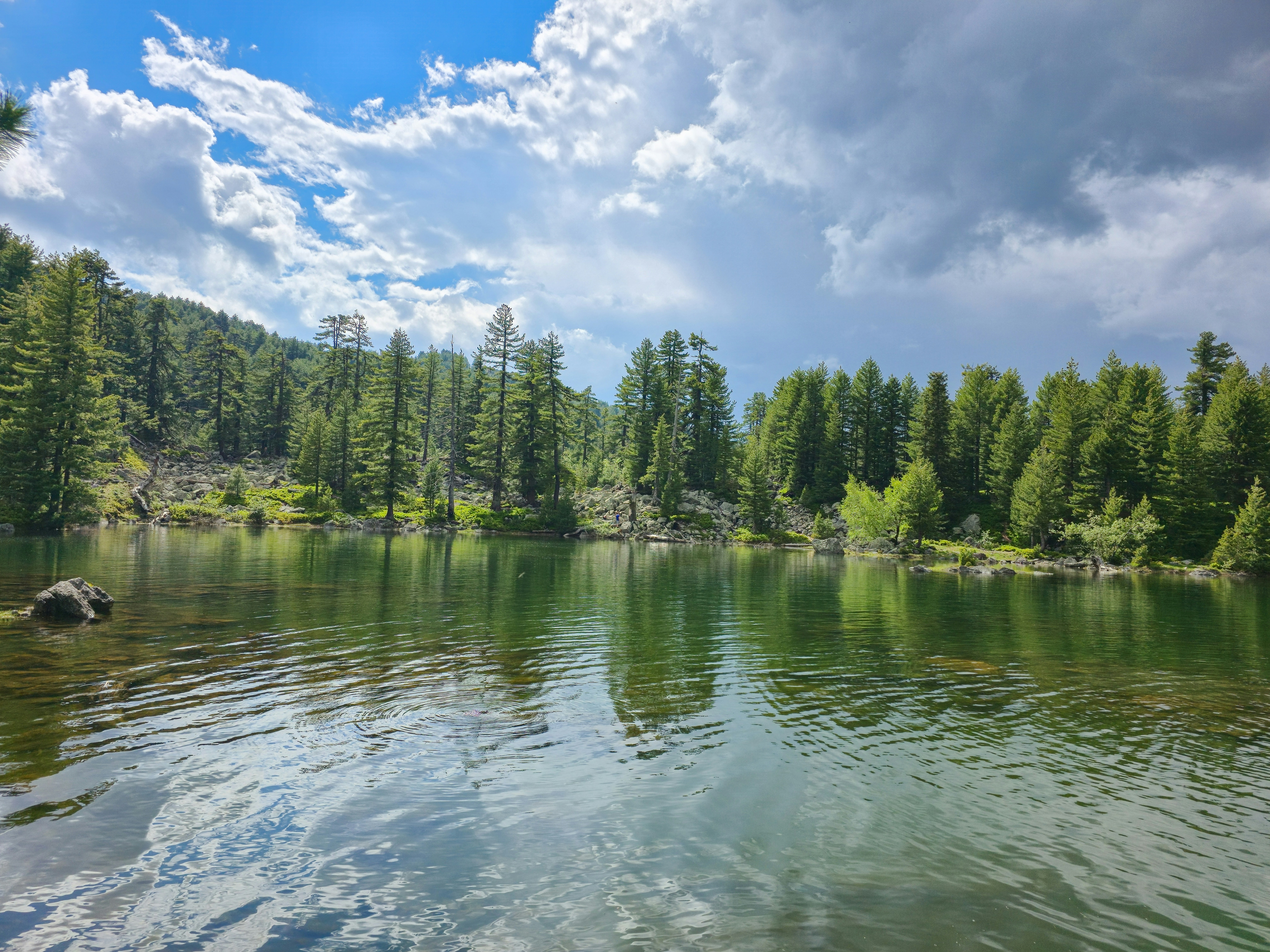Mirror of the Pines: Forest and Lake Converge at Dusk