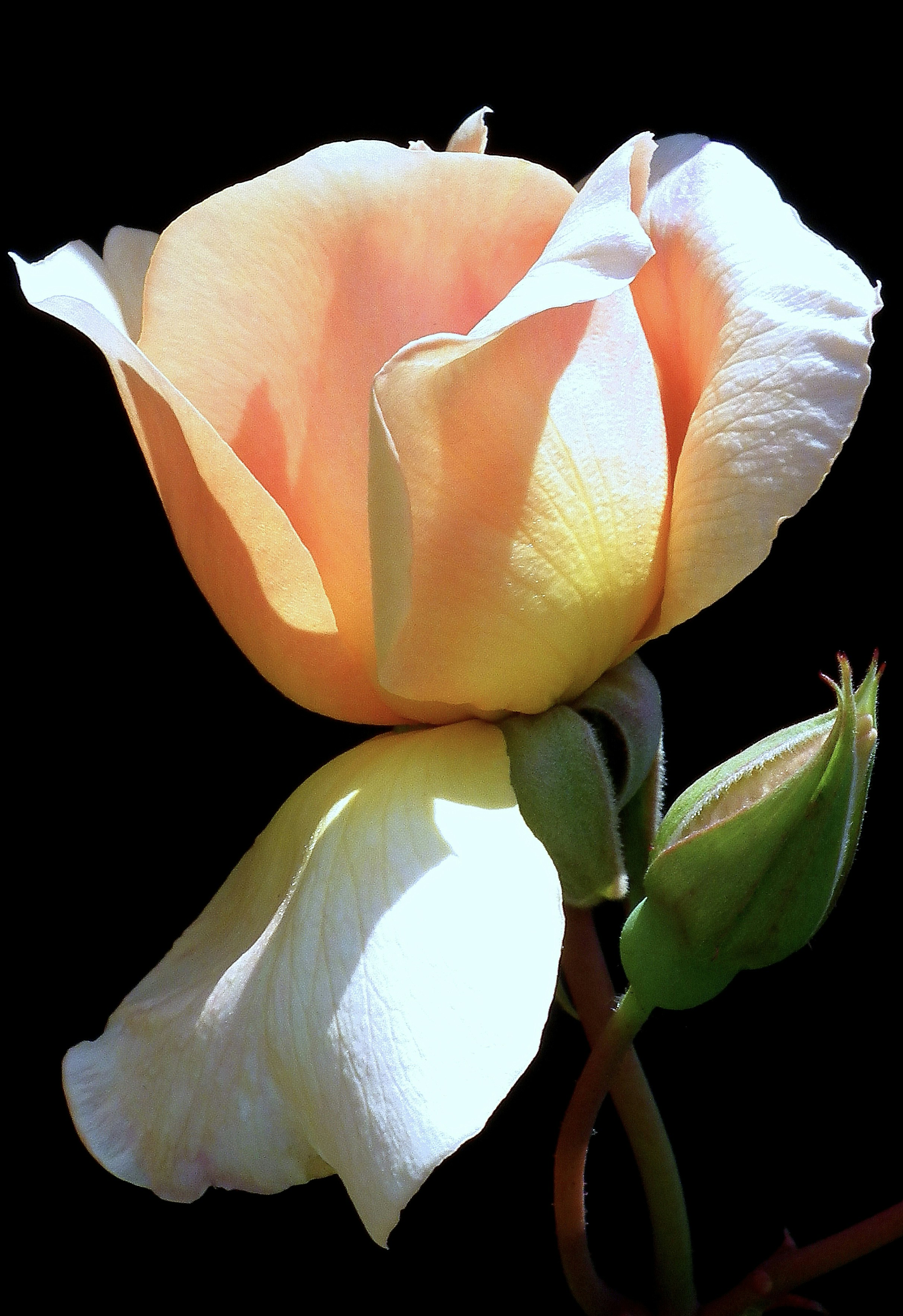Blush Petal in Velvet Darkness