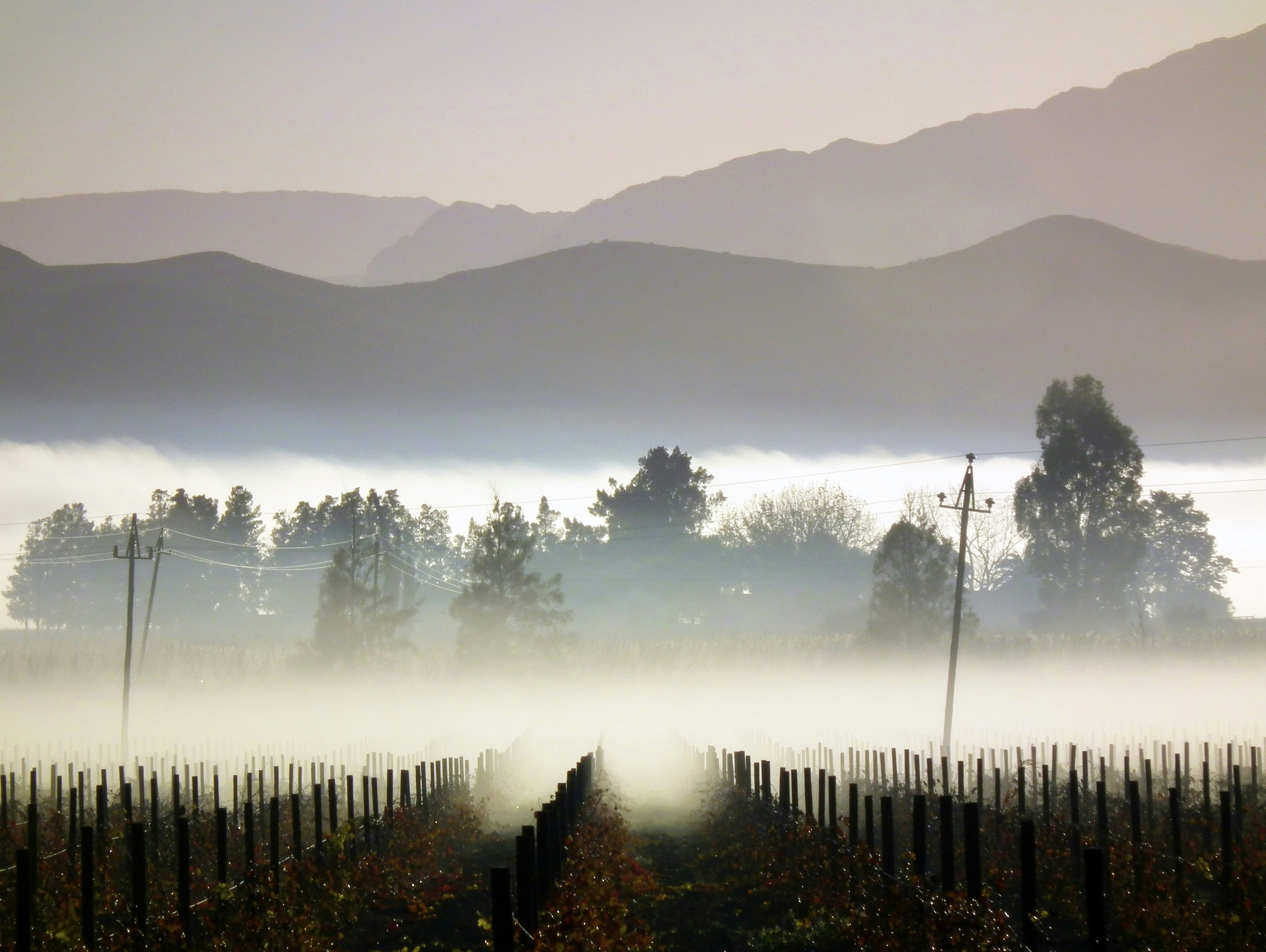 Mist-Rimmed Vineyard Lines Toward Distant Pines