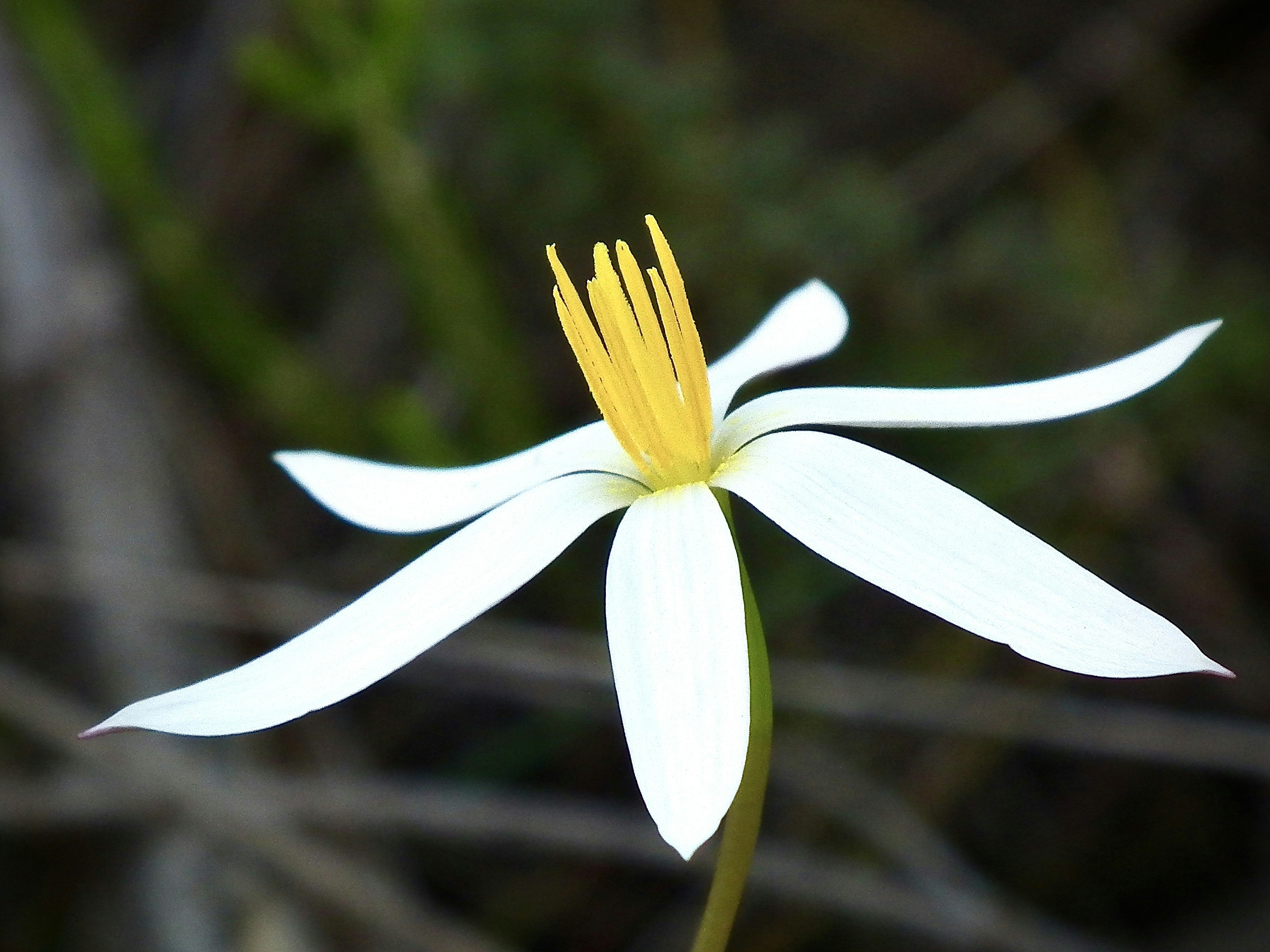 Solitary White Petal Starburst with Golden Center