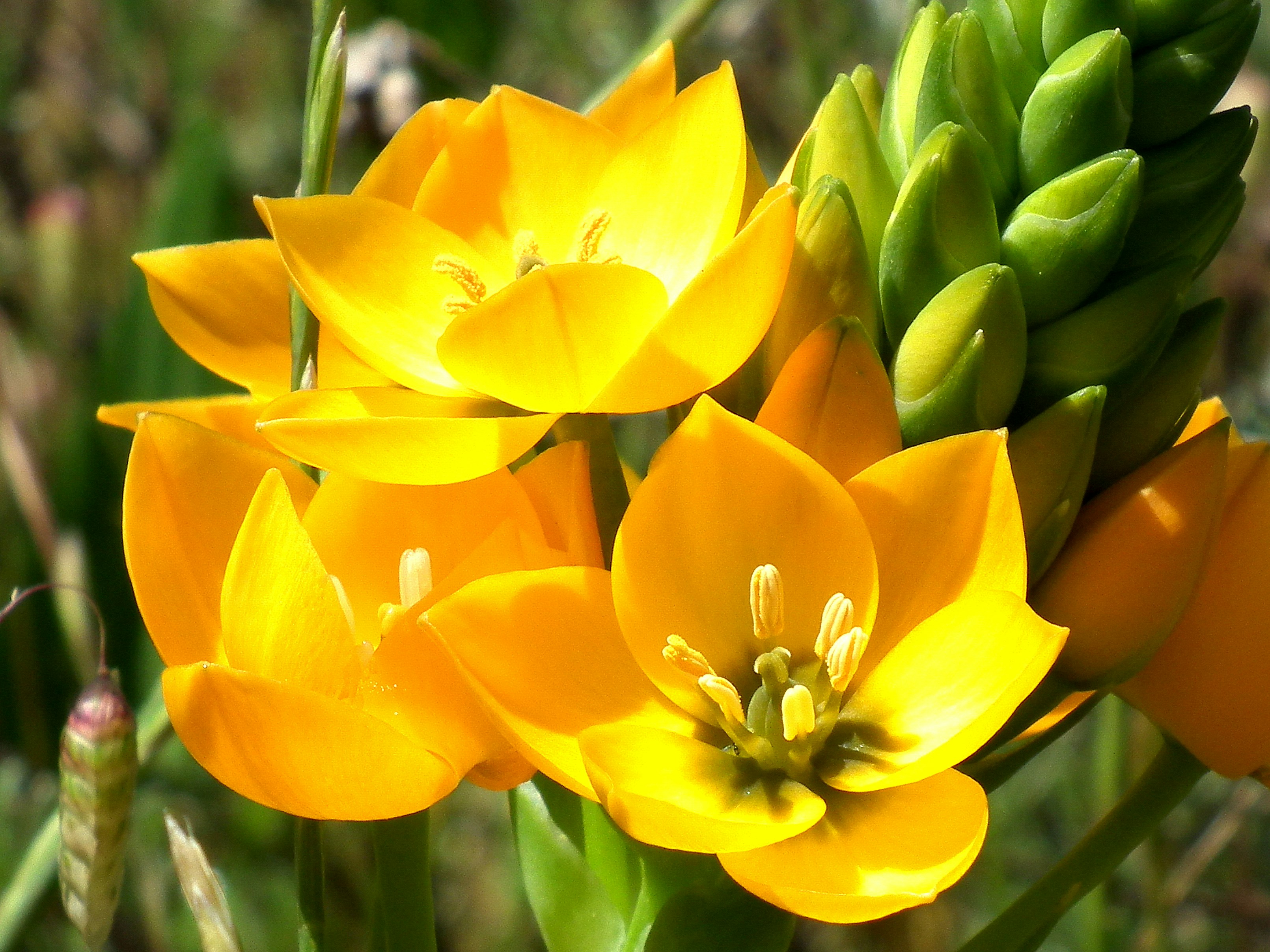 Sunlit Golden Blossom: Close-Up of Bright Yellow Flowers
