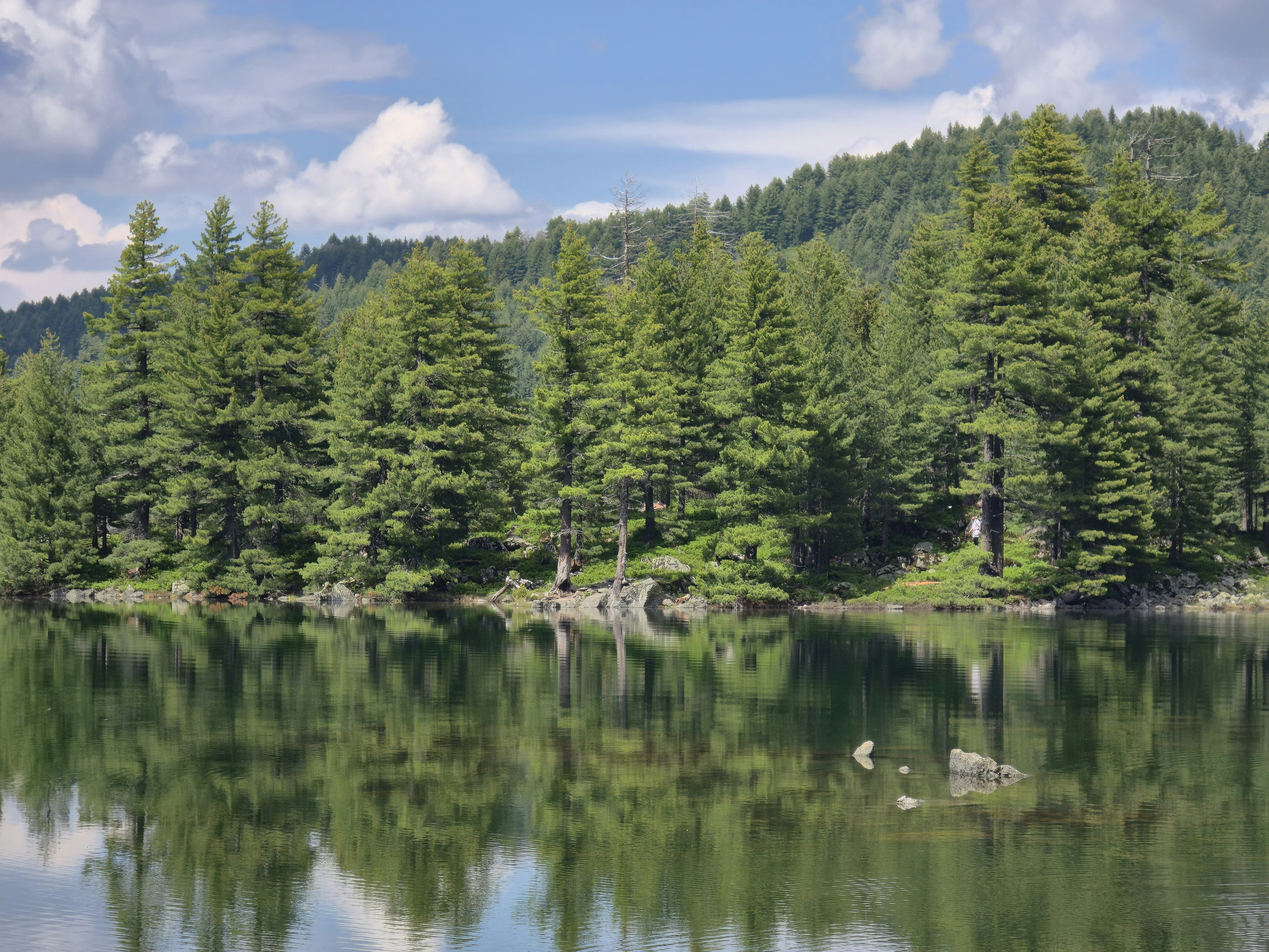 Mirror of Pines: A Still Lake Framed by Forests