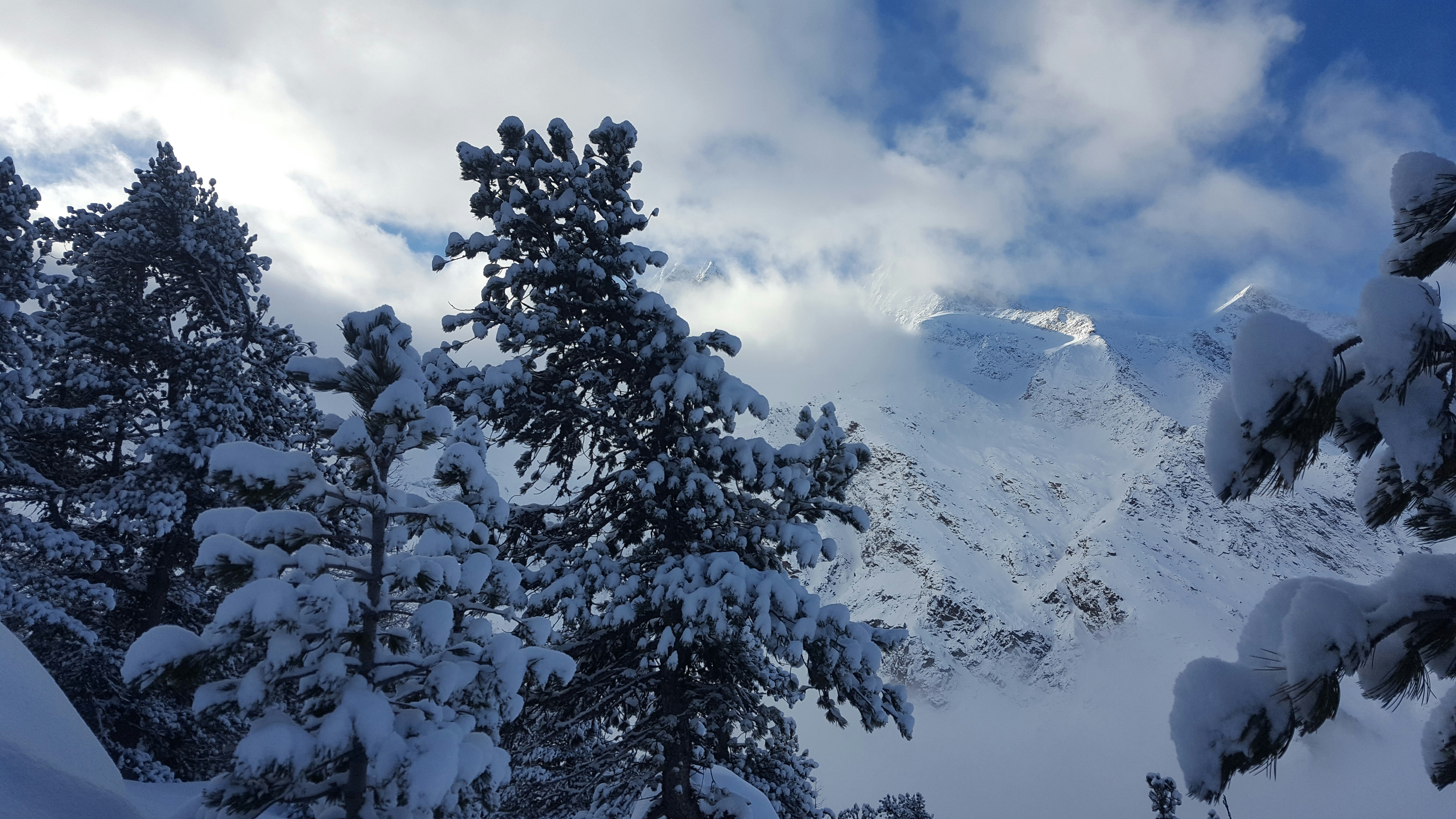 Snowbound sentinels: pines and cliffs etched in blue light