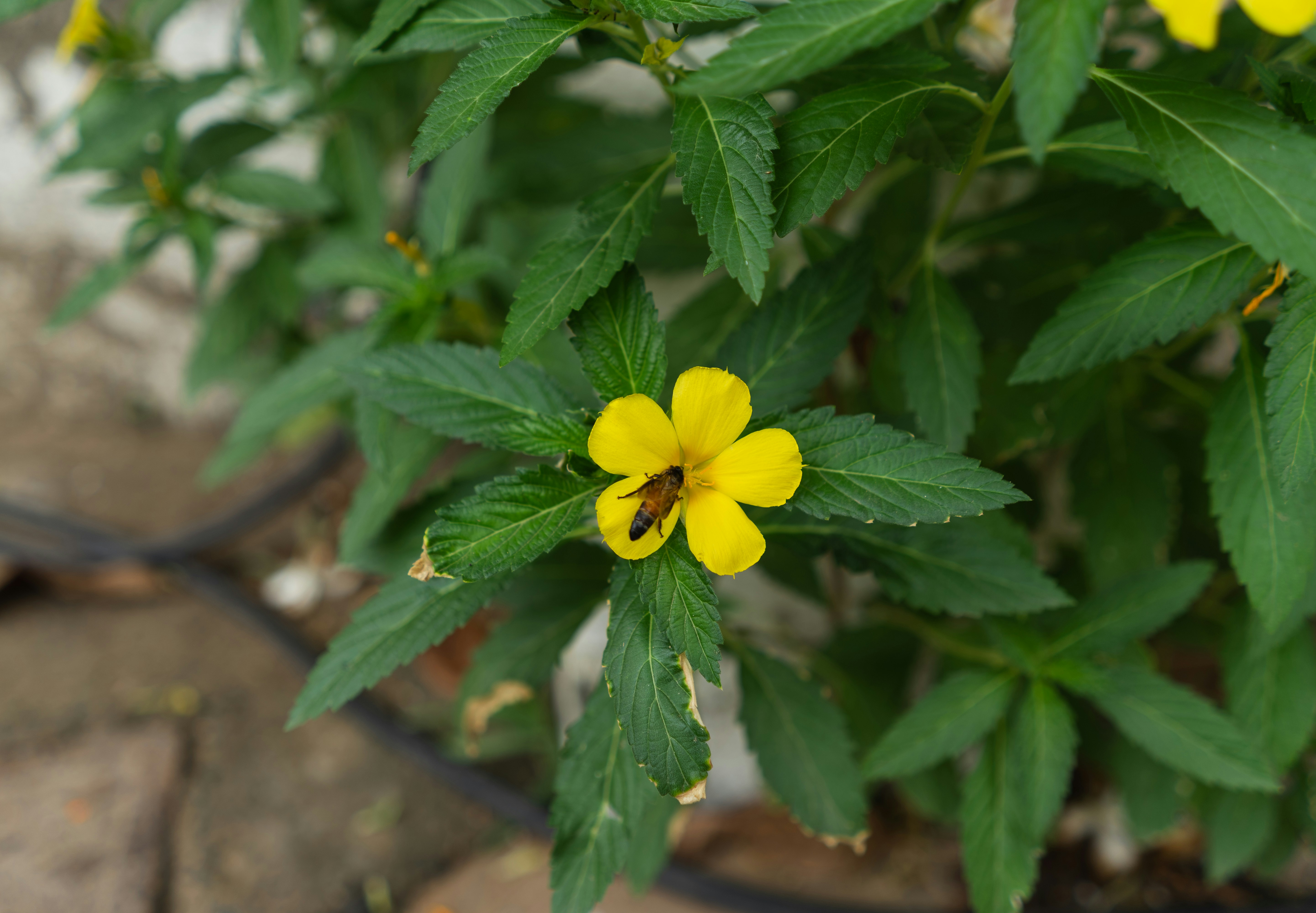 Yellow bloom at the edge of a leafy garden path