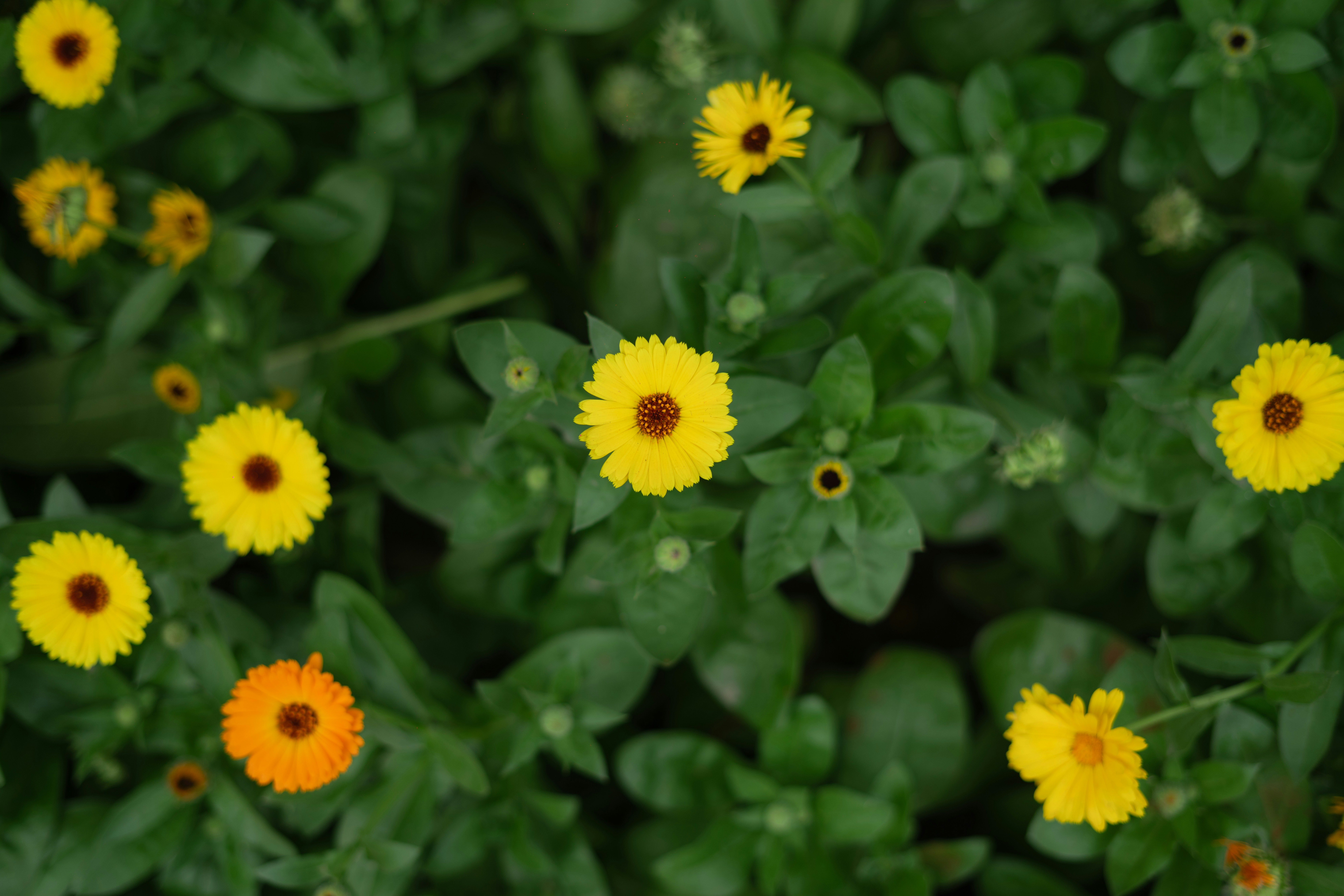 Sunlit Orbs: A Patch of Golden Calendulas