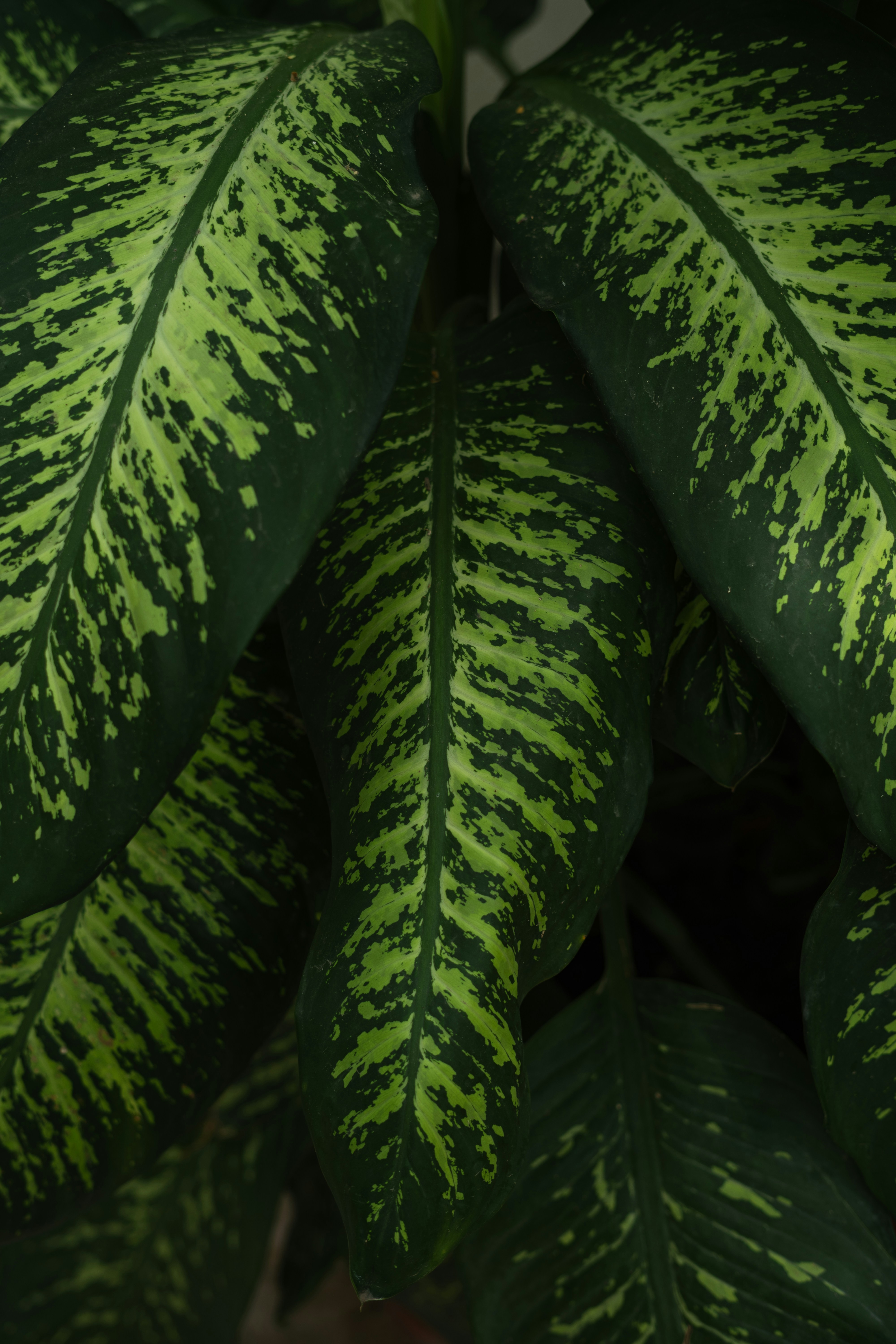 Verdant Vein: close-up of variegated tropical leaves
