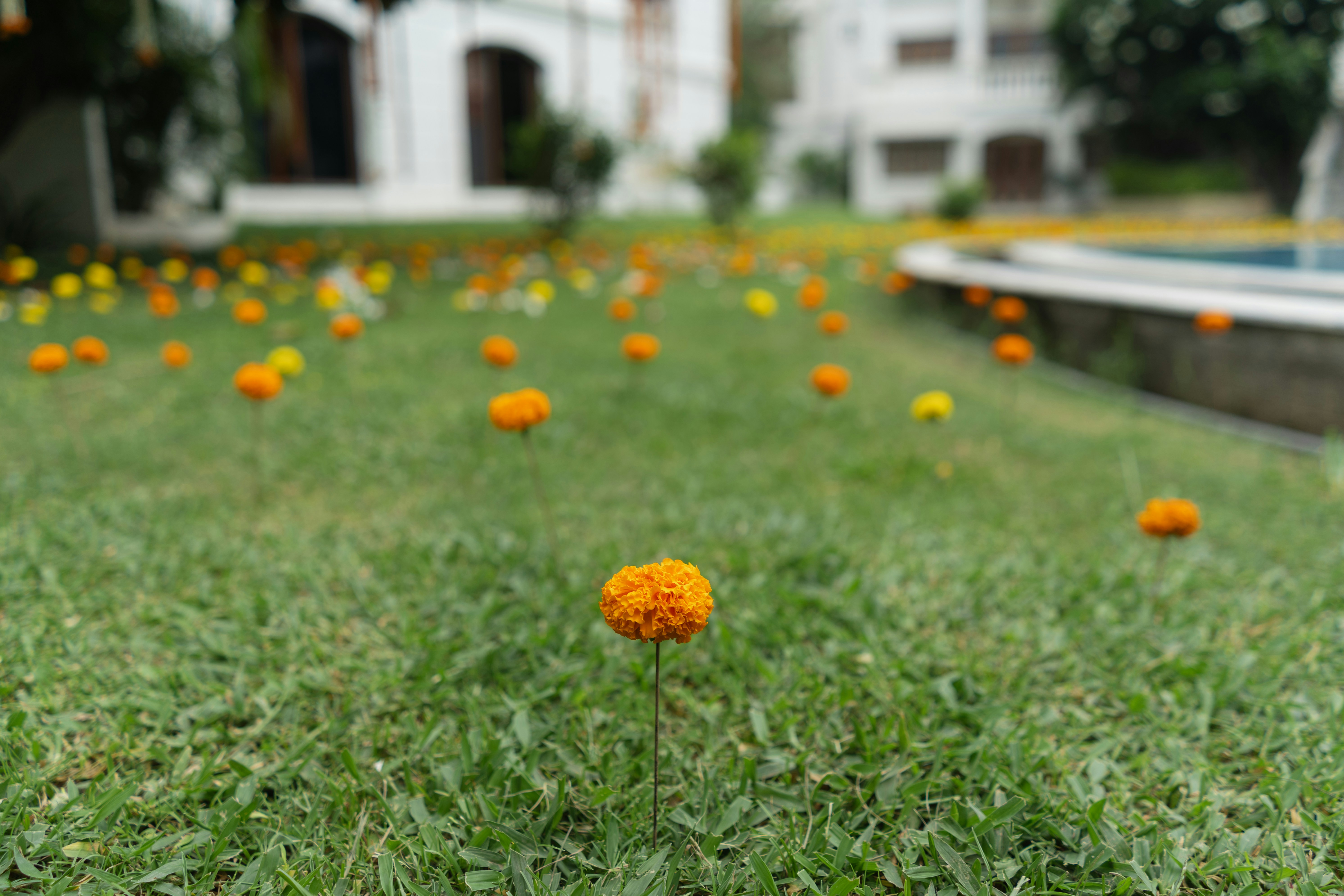 Center Stage in a Meadow of Marigold Orbs