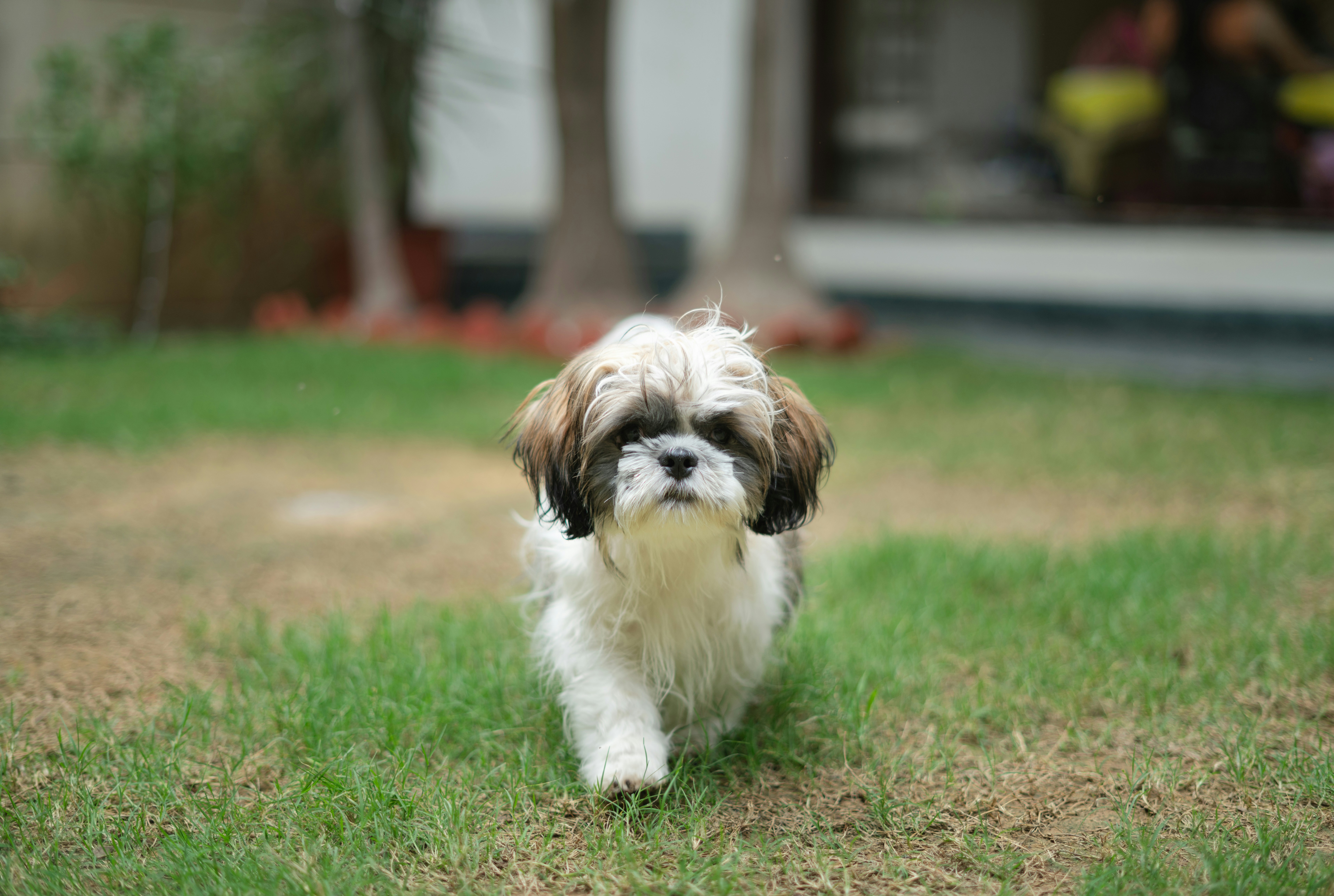 Dusty Pup on a Gentle Path: A Small Wanderer in Focus