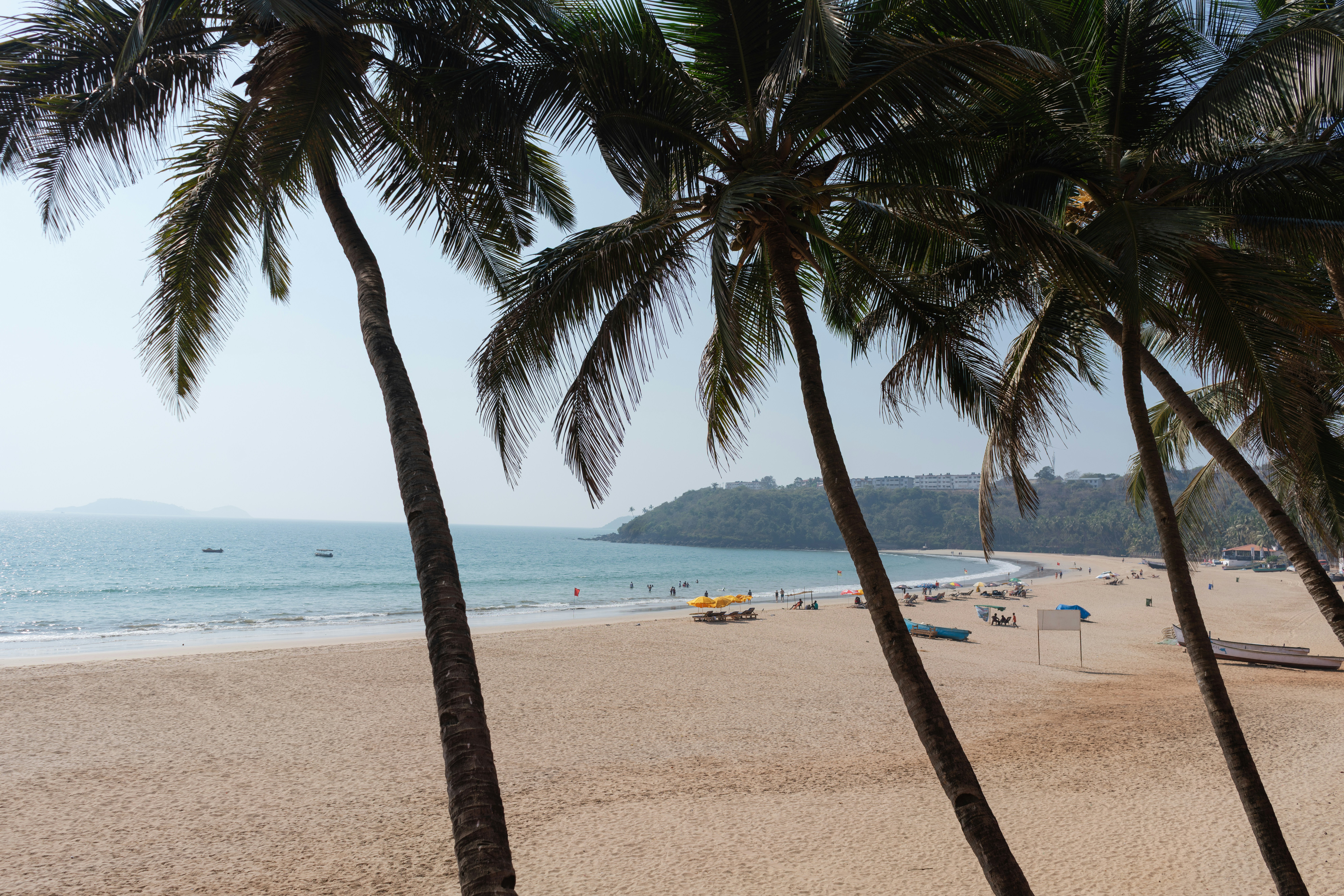 Palm Fronds Framing a Quiet Beach