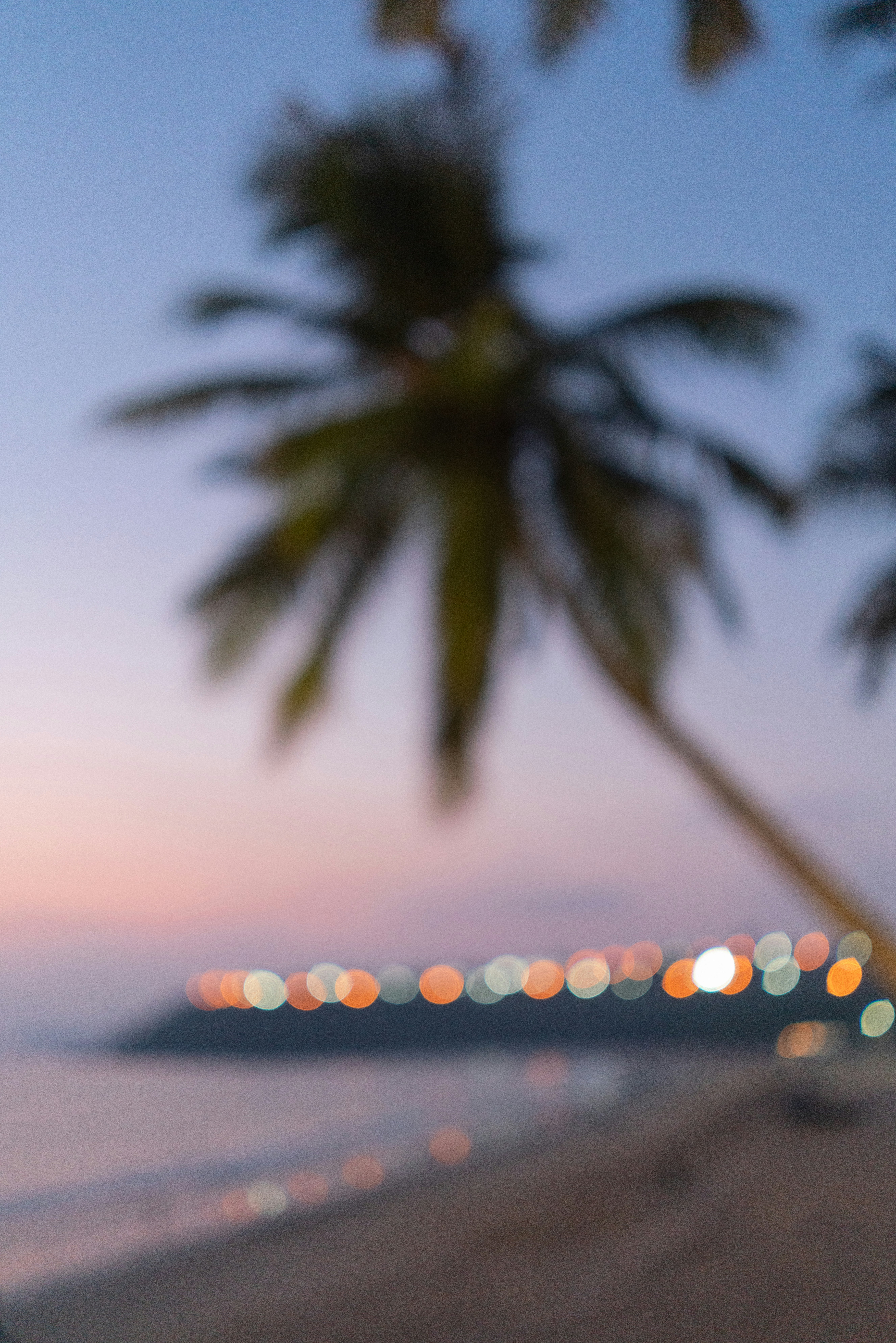 Blurry Beach Lights and a Silhouette of a Palm