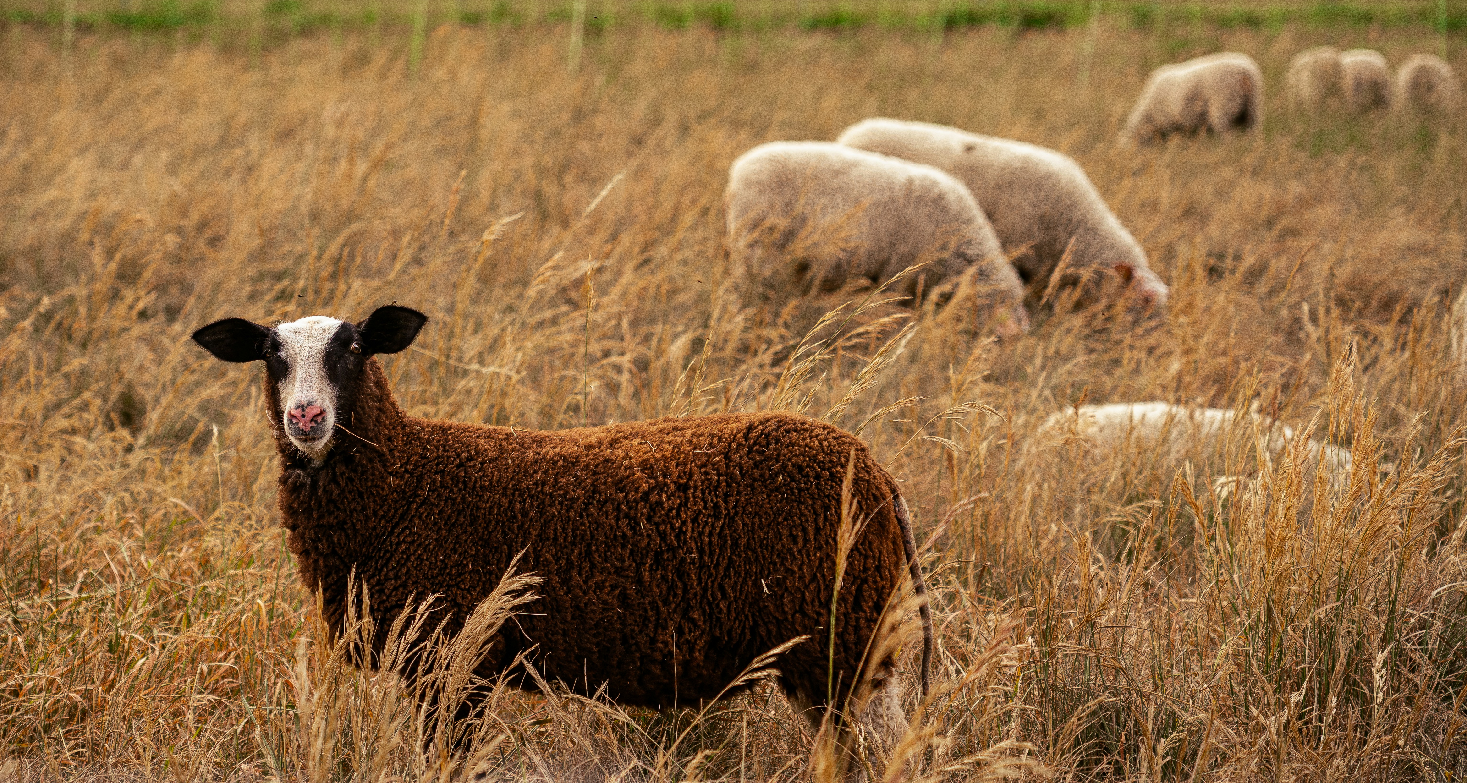 Brown ewe with pale face stands in tall golden grass; flock grazing in the background, warm natural light.